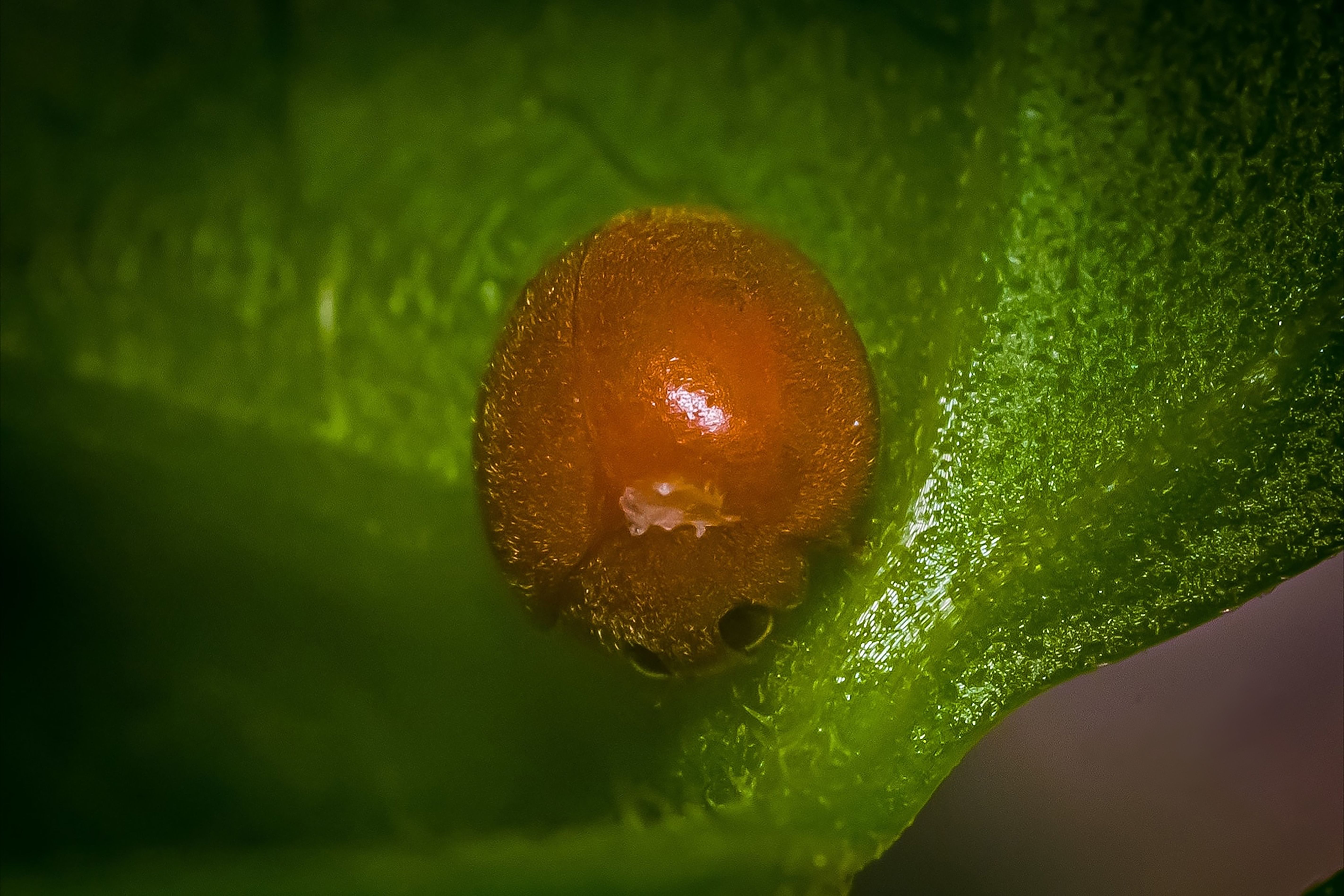 Ladybird (rodolia Cardinalis) 4 Photos & Videos Collected by Macro ...