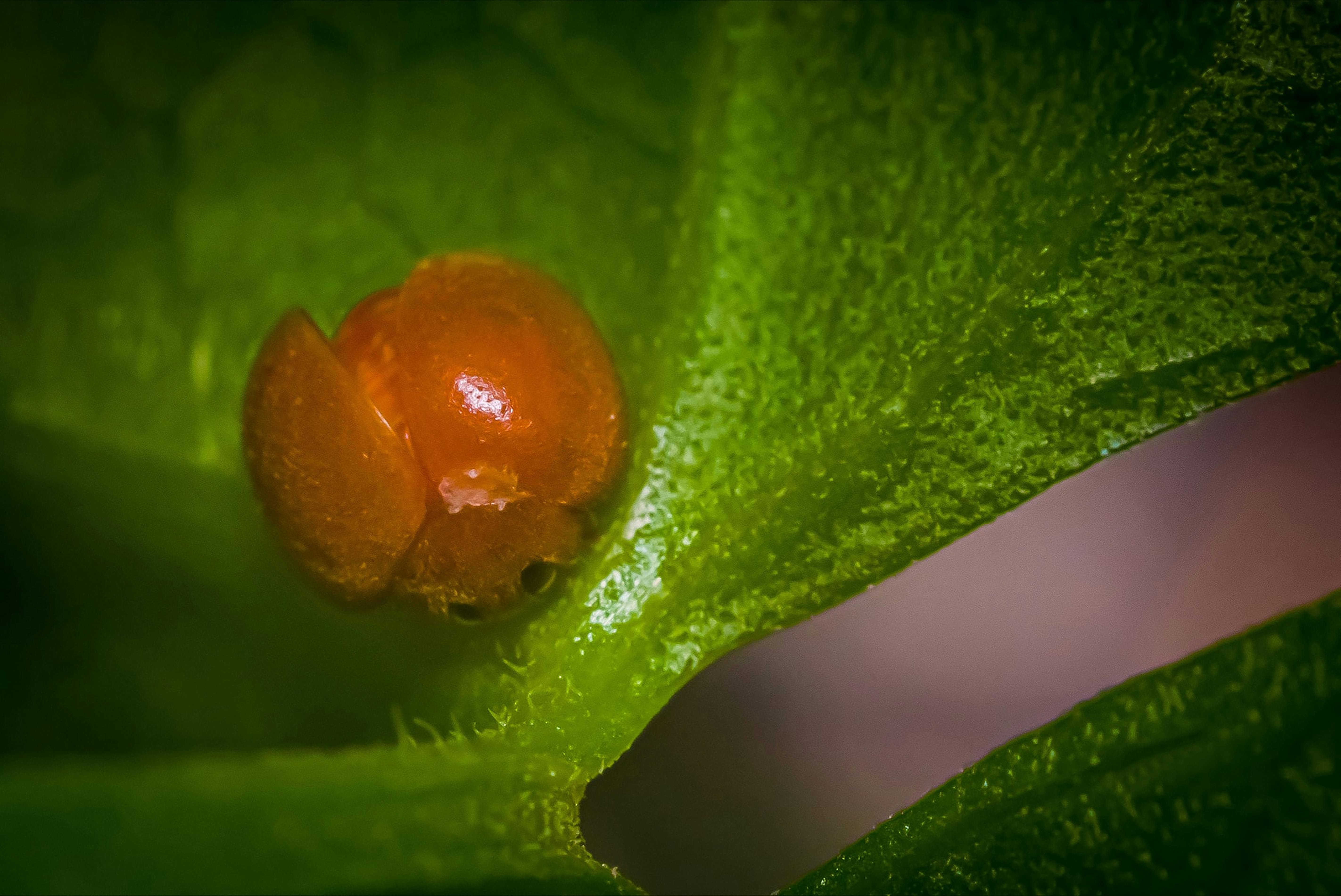Ladybird (rodolia Cardinalis) 4 Photos & Videos Collected by Macro ...