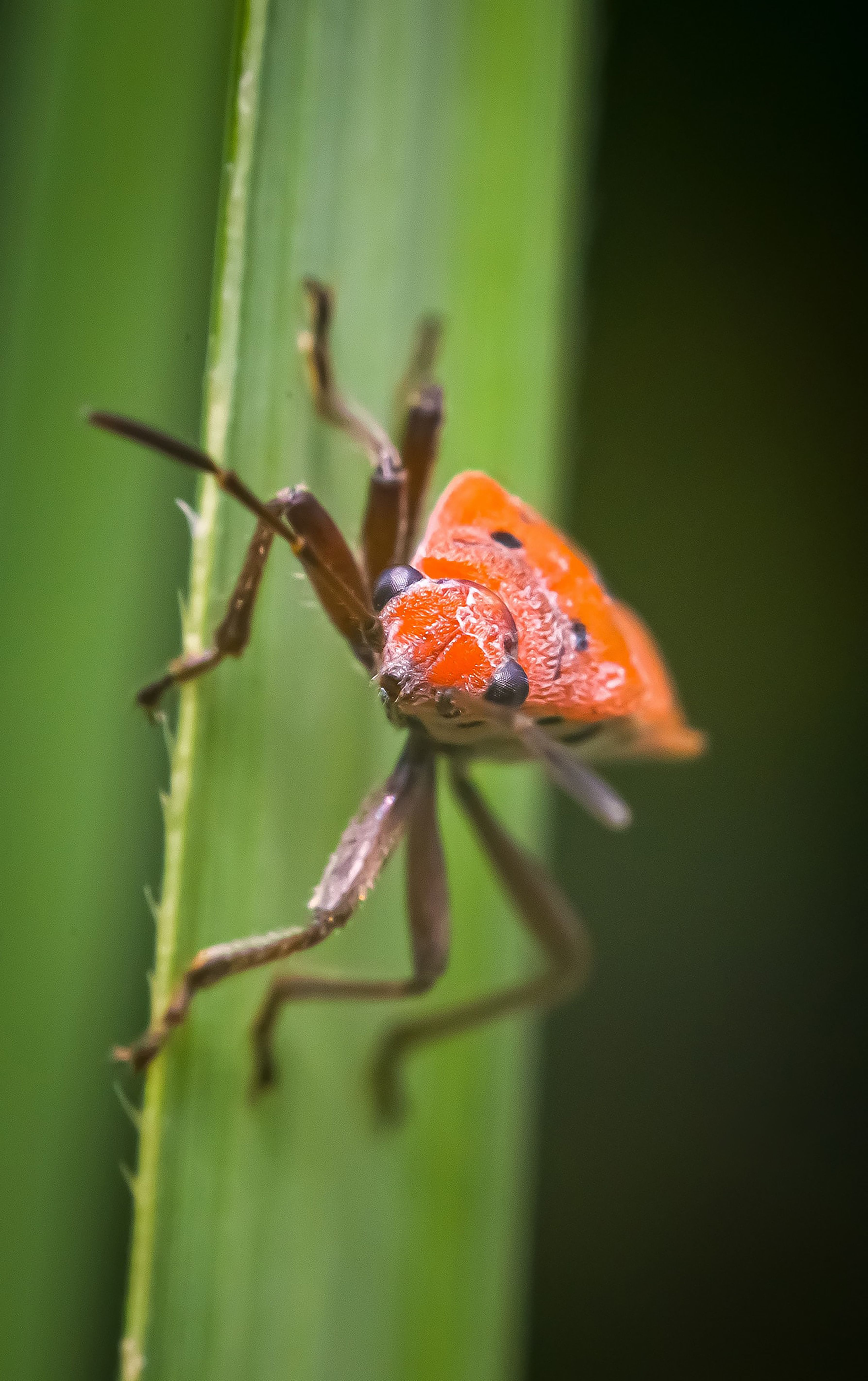 Lady Bug Crawling on Green Plant · Free Stock Photo