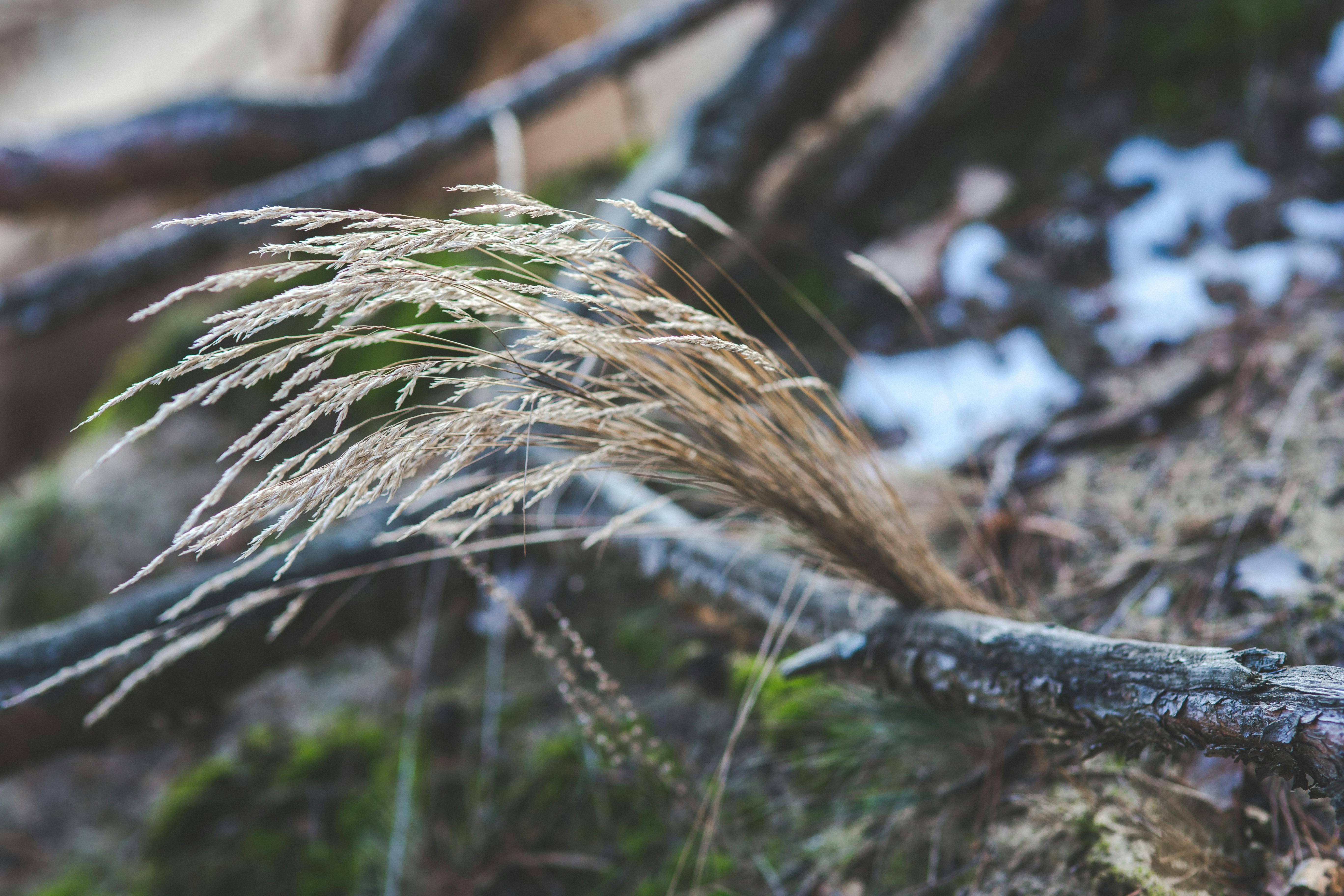 Closeup view of long dry grass · Free Stock Photo