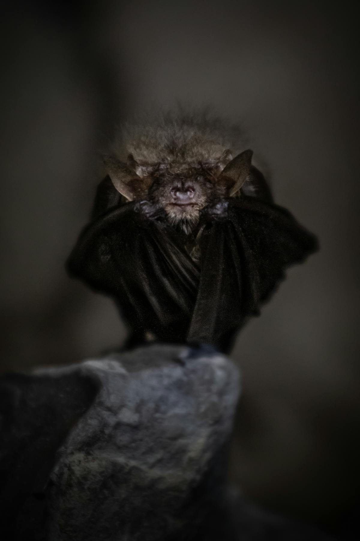 Bat Animal Photos, Download The BEST Free Bat Animal Stock Photos & HD ...