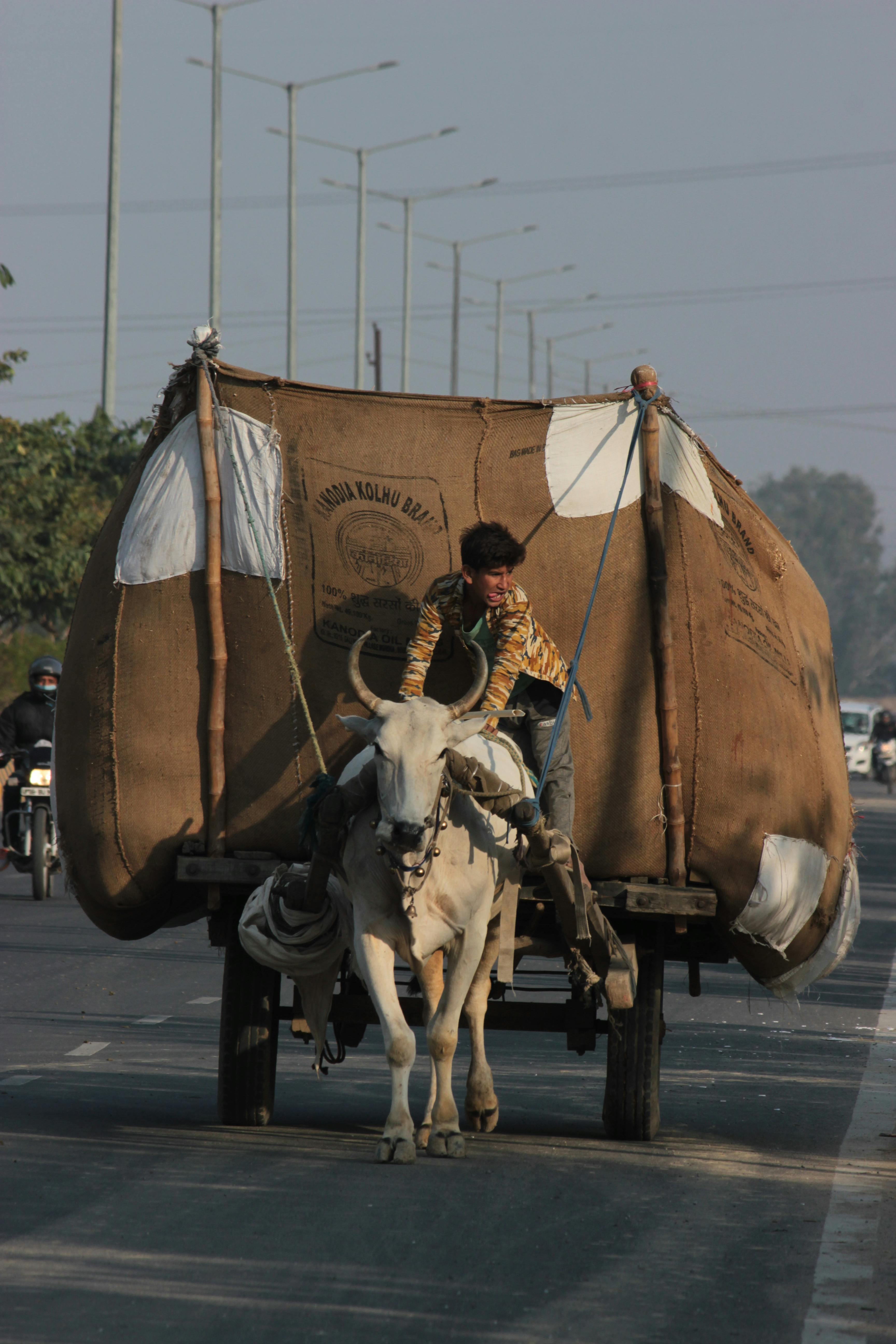 Man Riding a Bullock Cart · Free Stock Photo