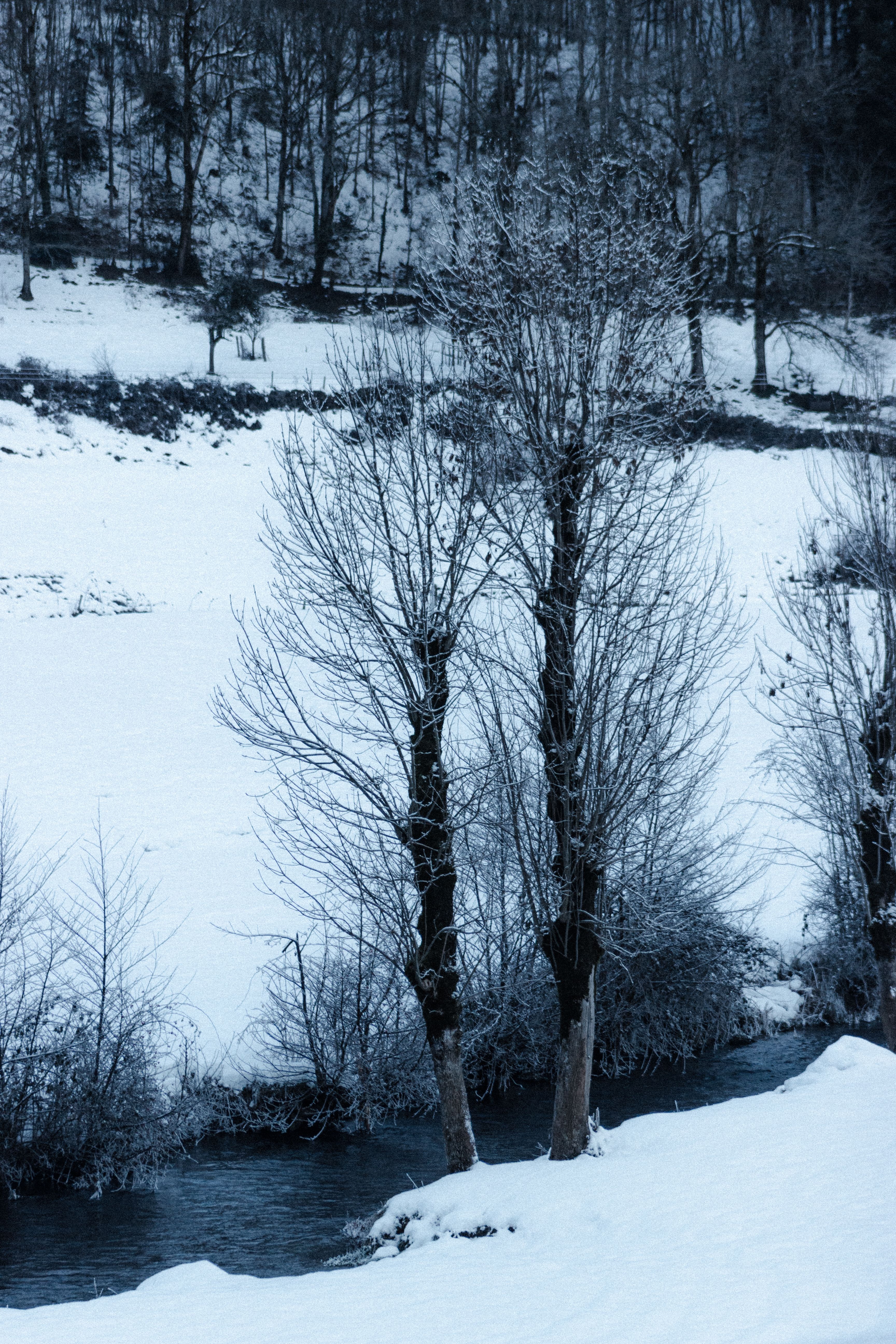 Leafless trees growing on snowy terrain in winter · Free Stock Photo