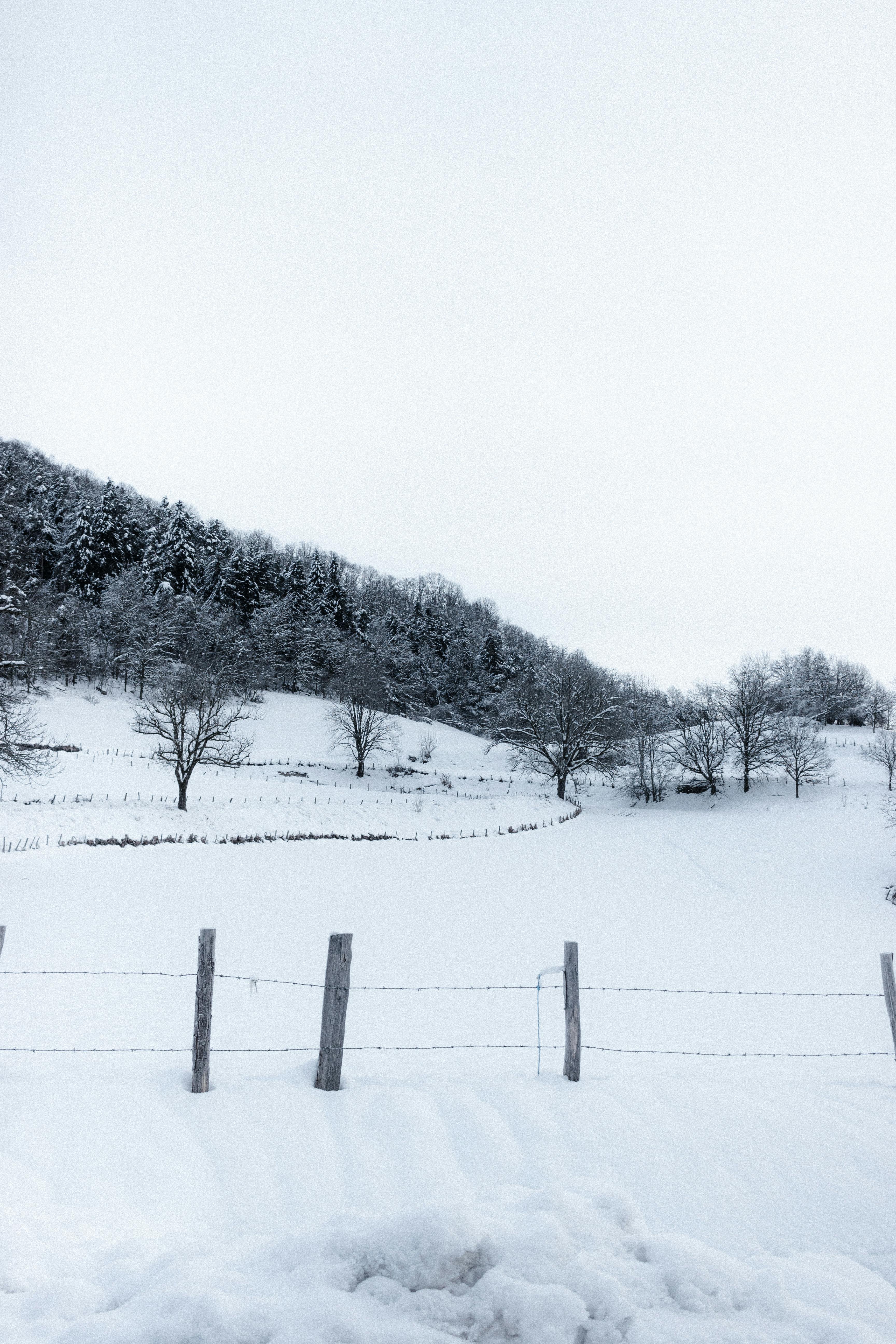 Snowy forest in cold winter weather · Free Stock Photo