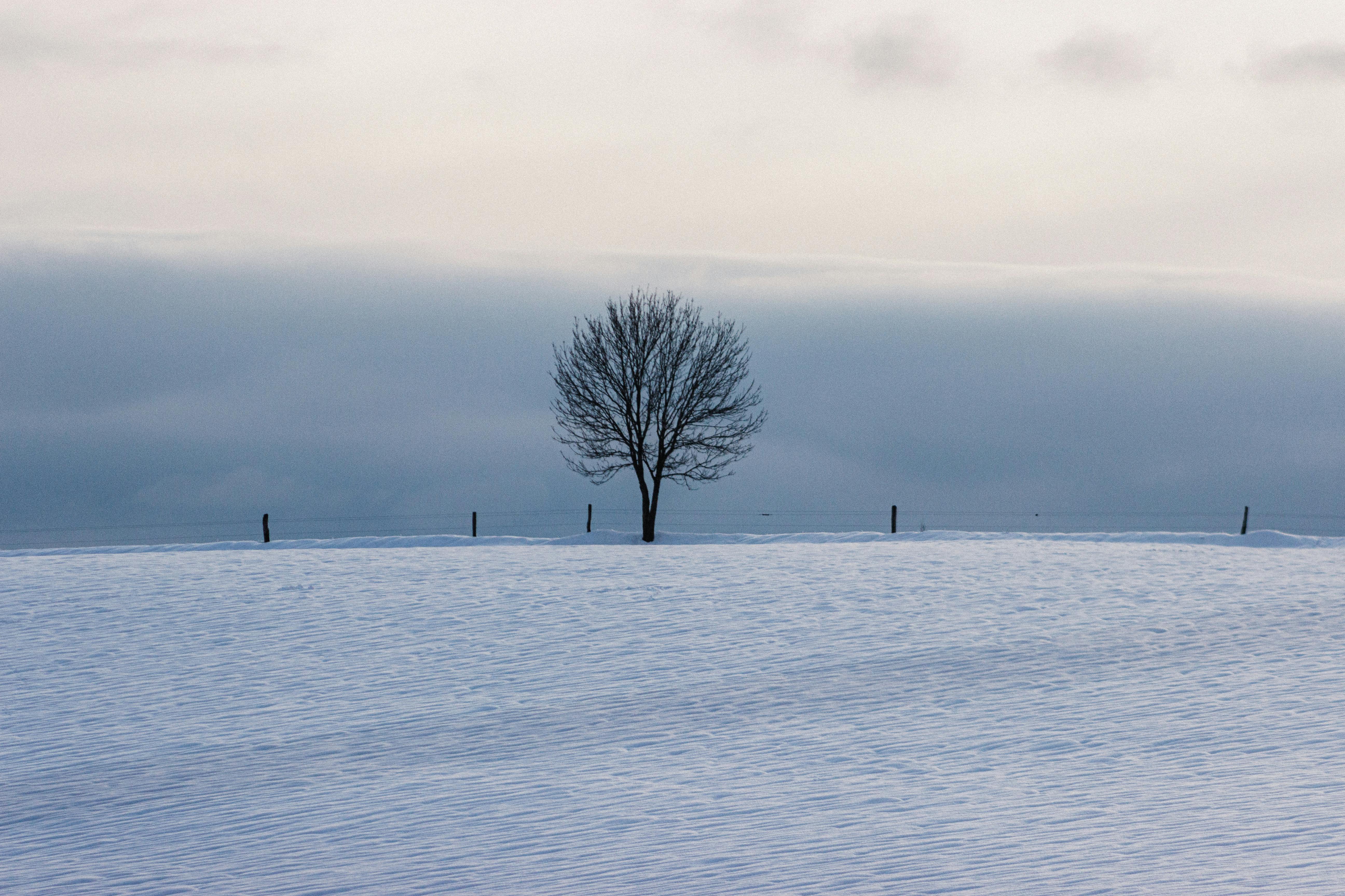 Leafless trees growing on snowy terrain in winter · Free Stock Photo
