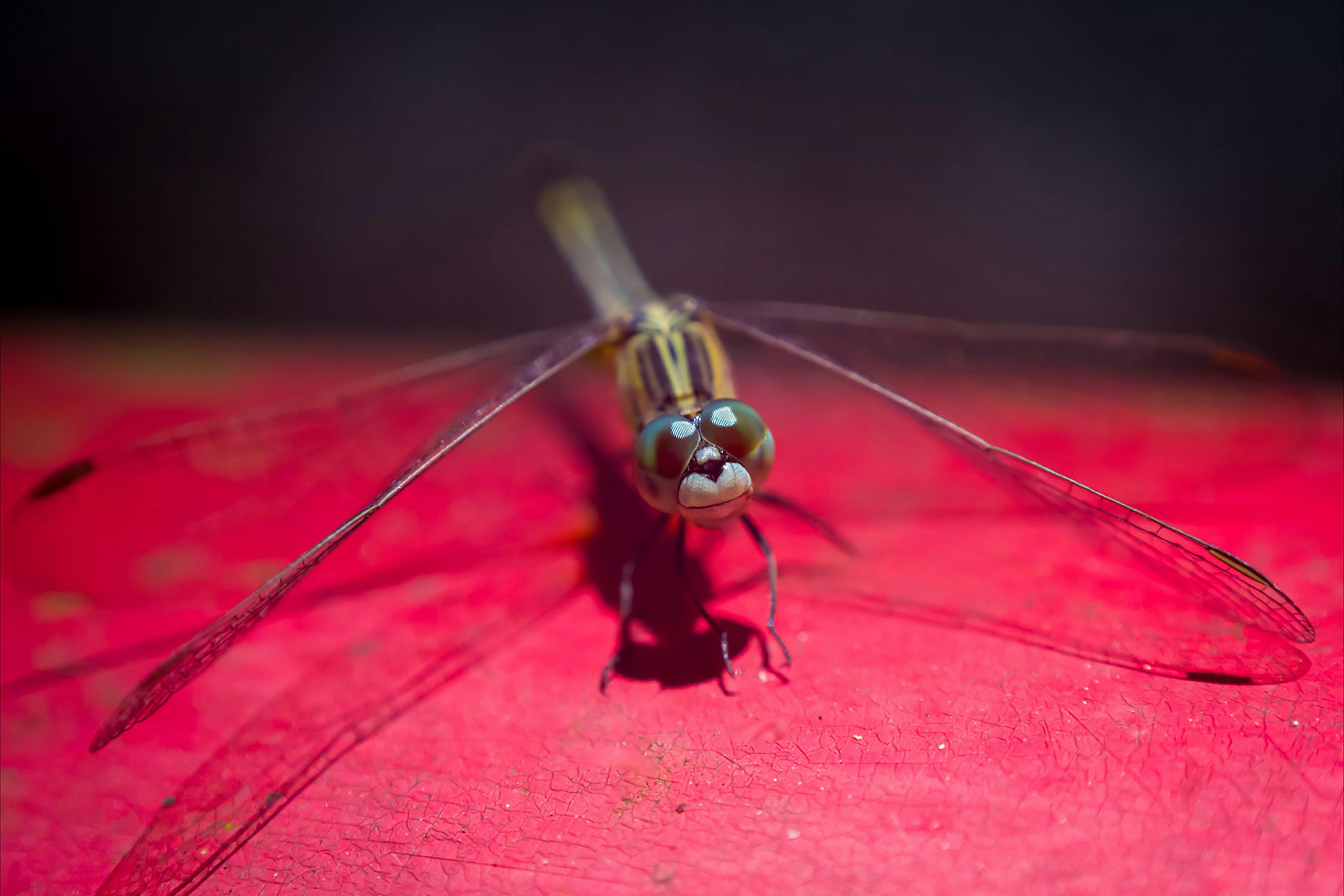 Dragonfly 12 Photos & Videos Collected by Macro Photography