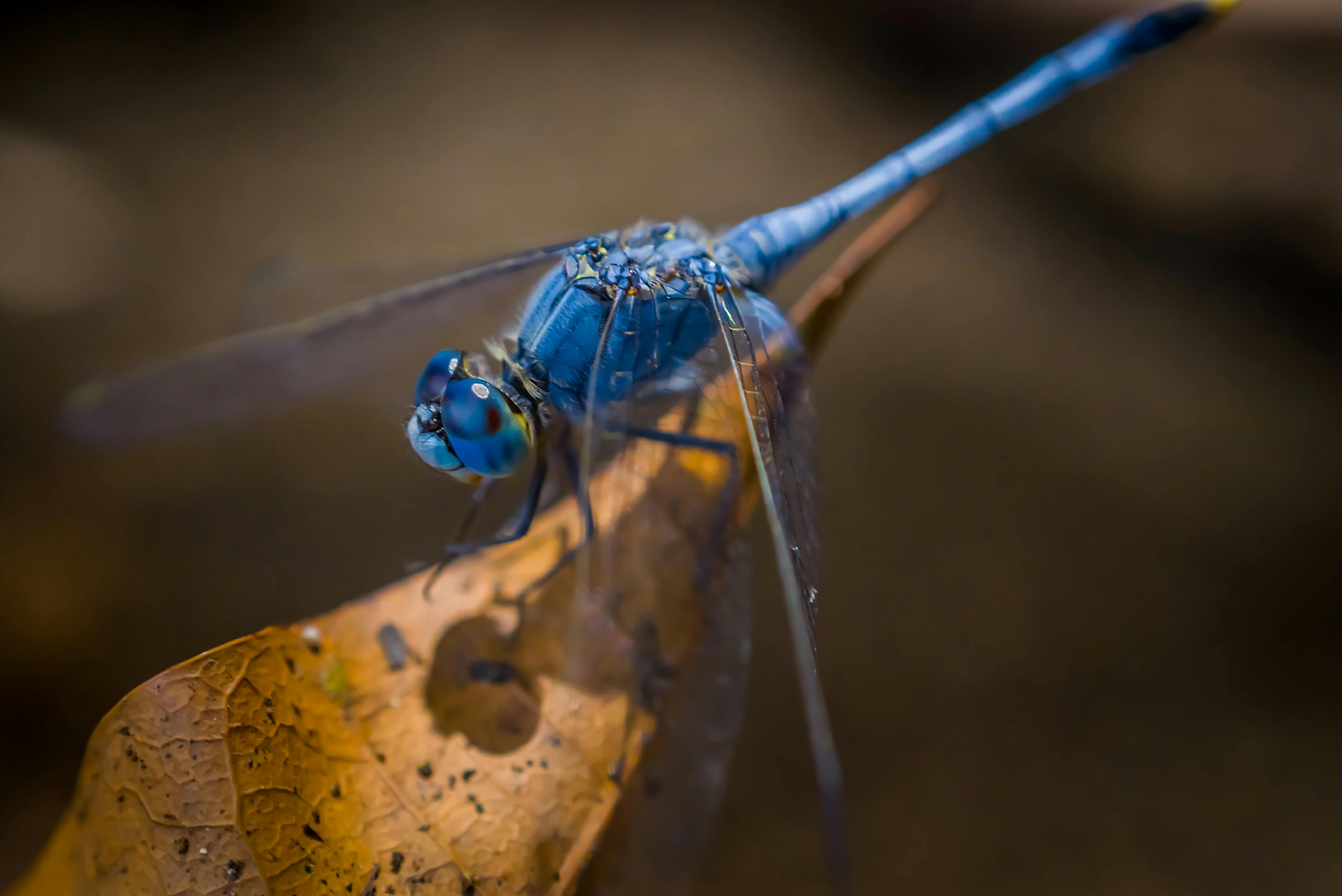 Blue Darner · Free Stock Photo