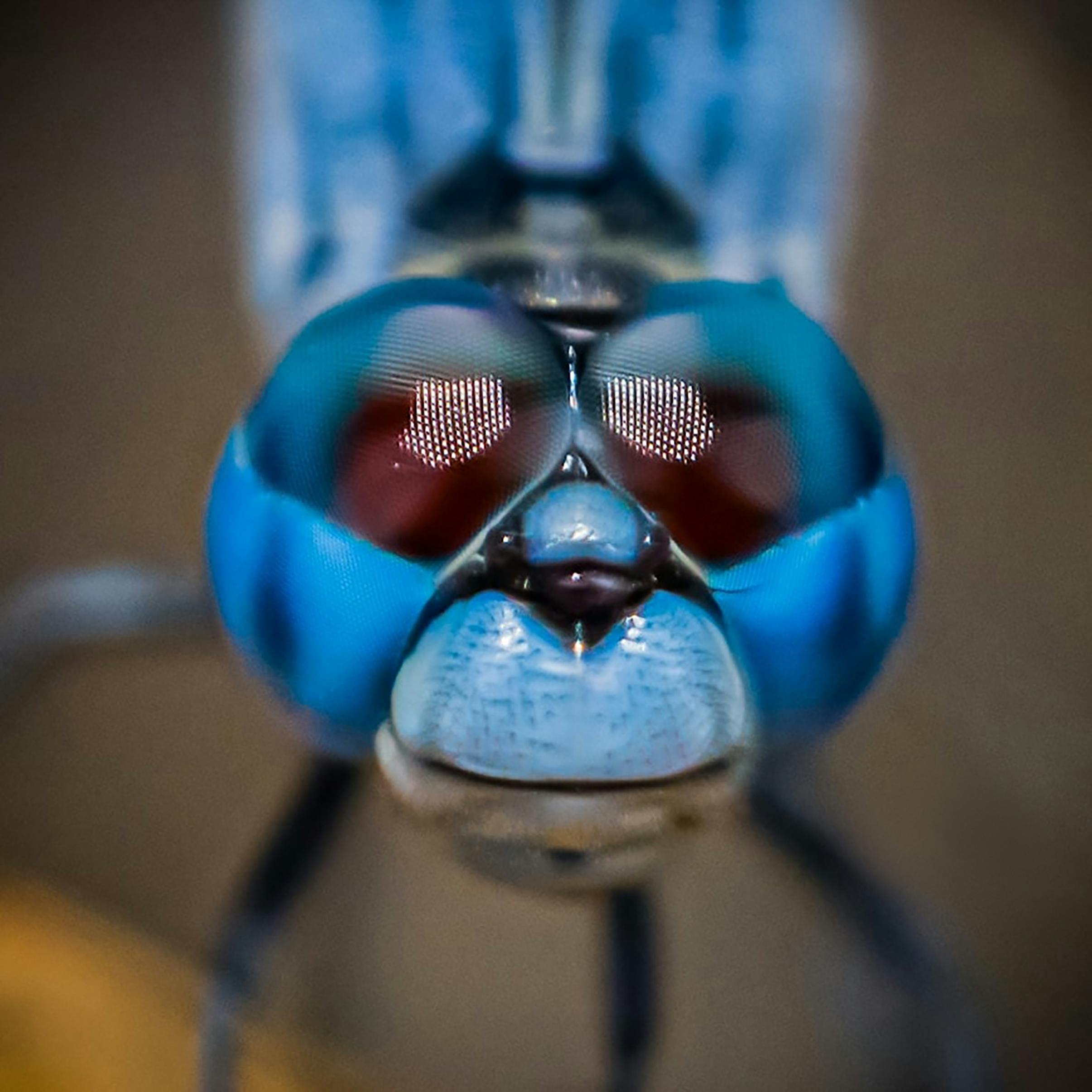 Dragonfly 12 Photos & Videos Collected by Macro Photography