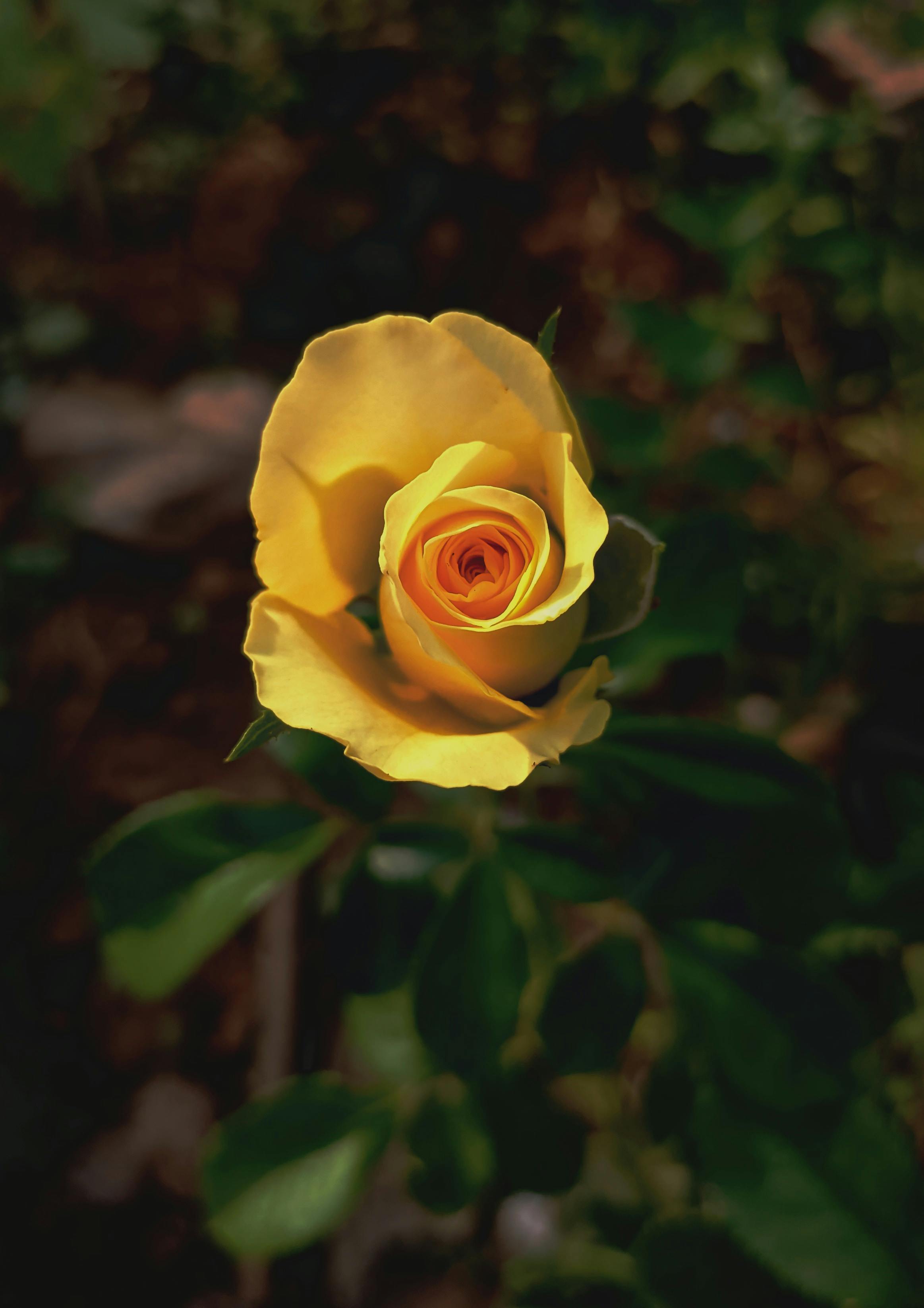 A Yellow Rose in Bloom · Free Stock Photo