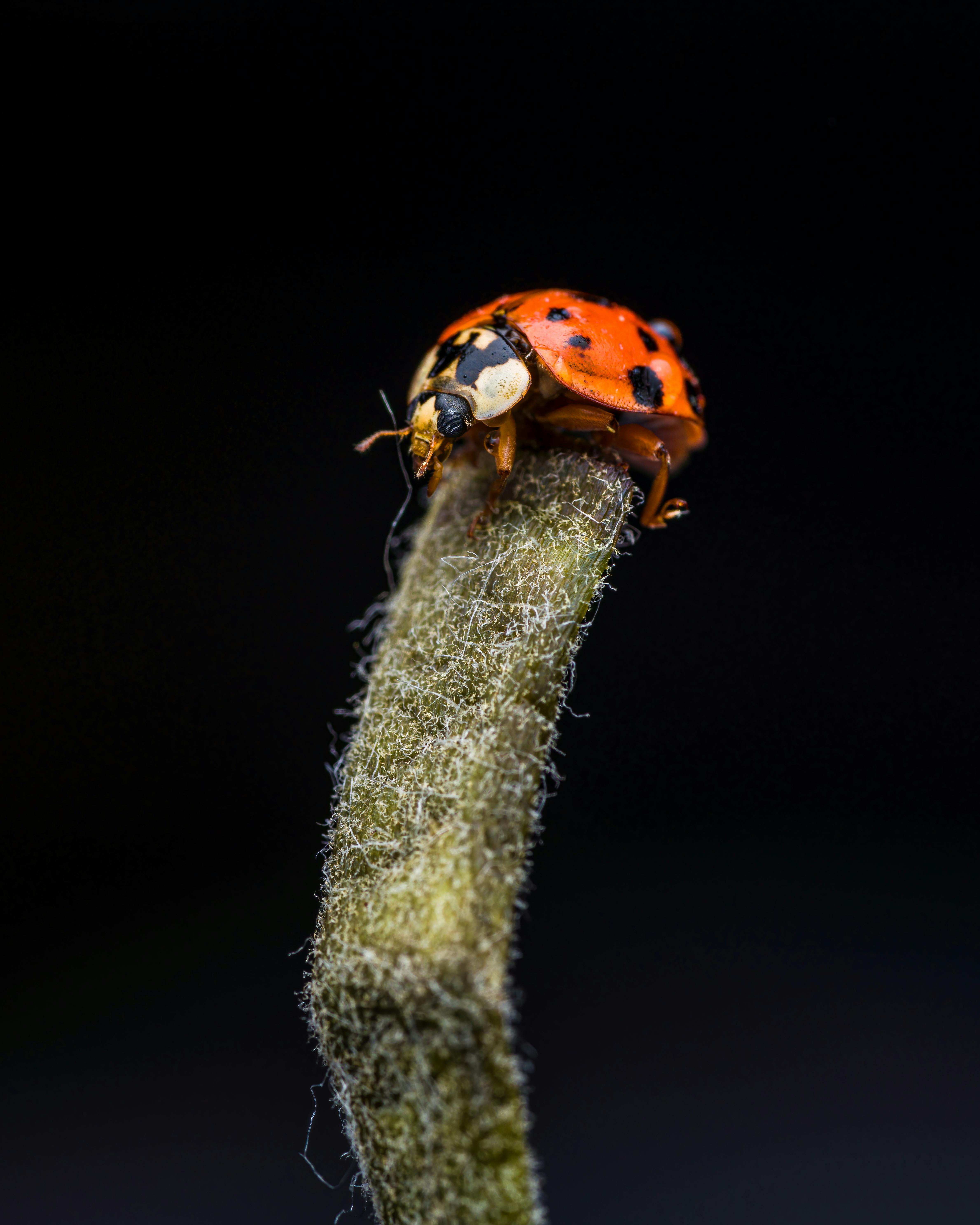400+ Best Ladybirds Photos · 100% Free Download · Pexels Stock Photos