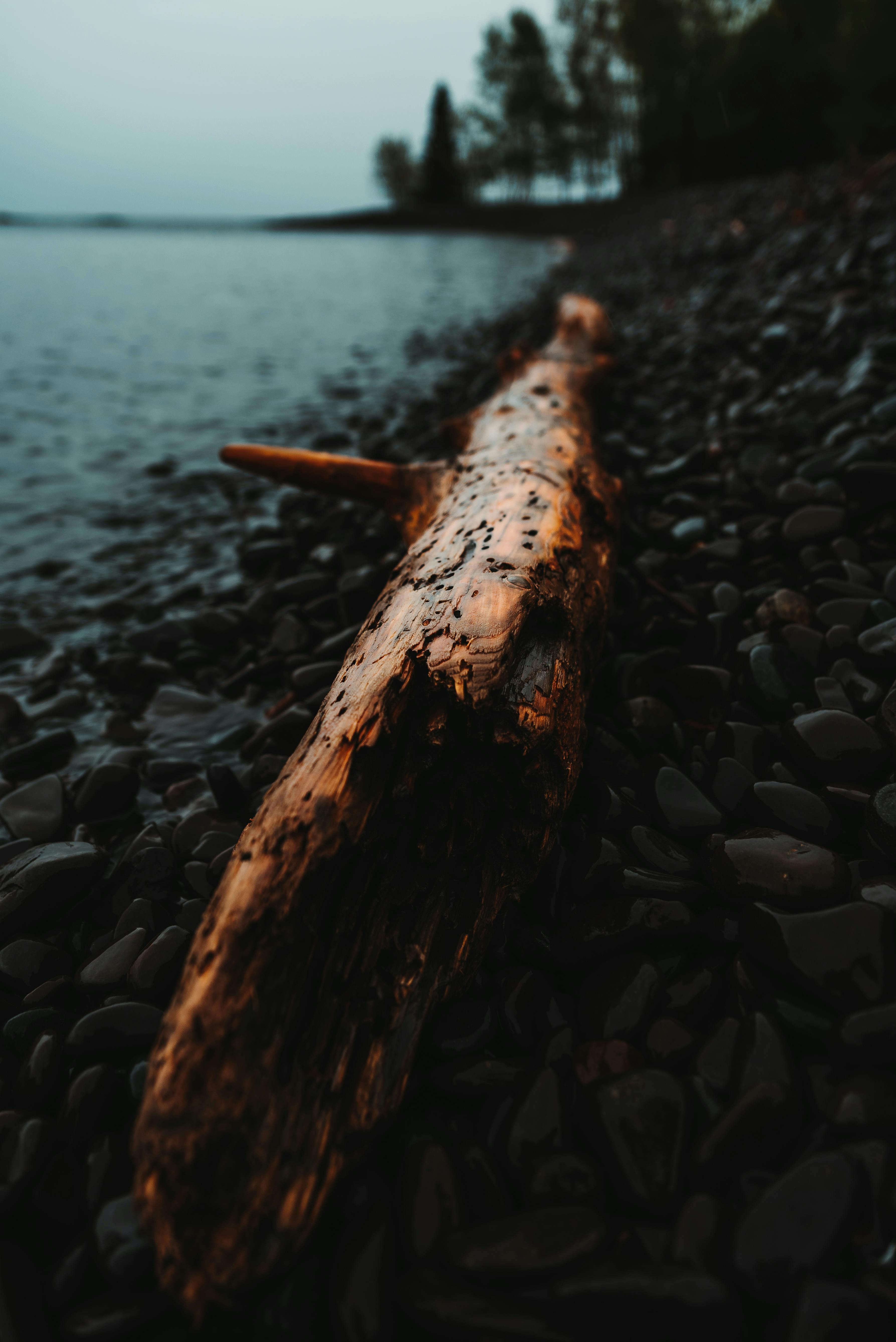 Tree Log Beside the Rocky Coast · Free Stock Photo