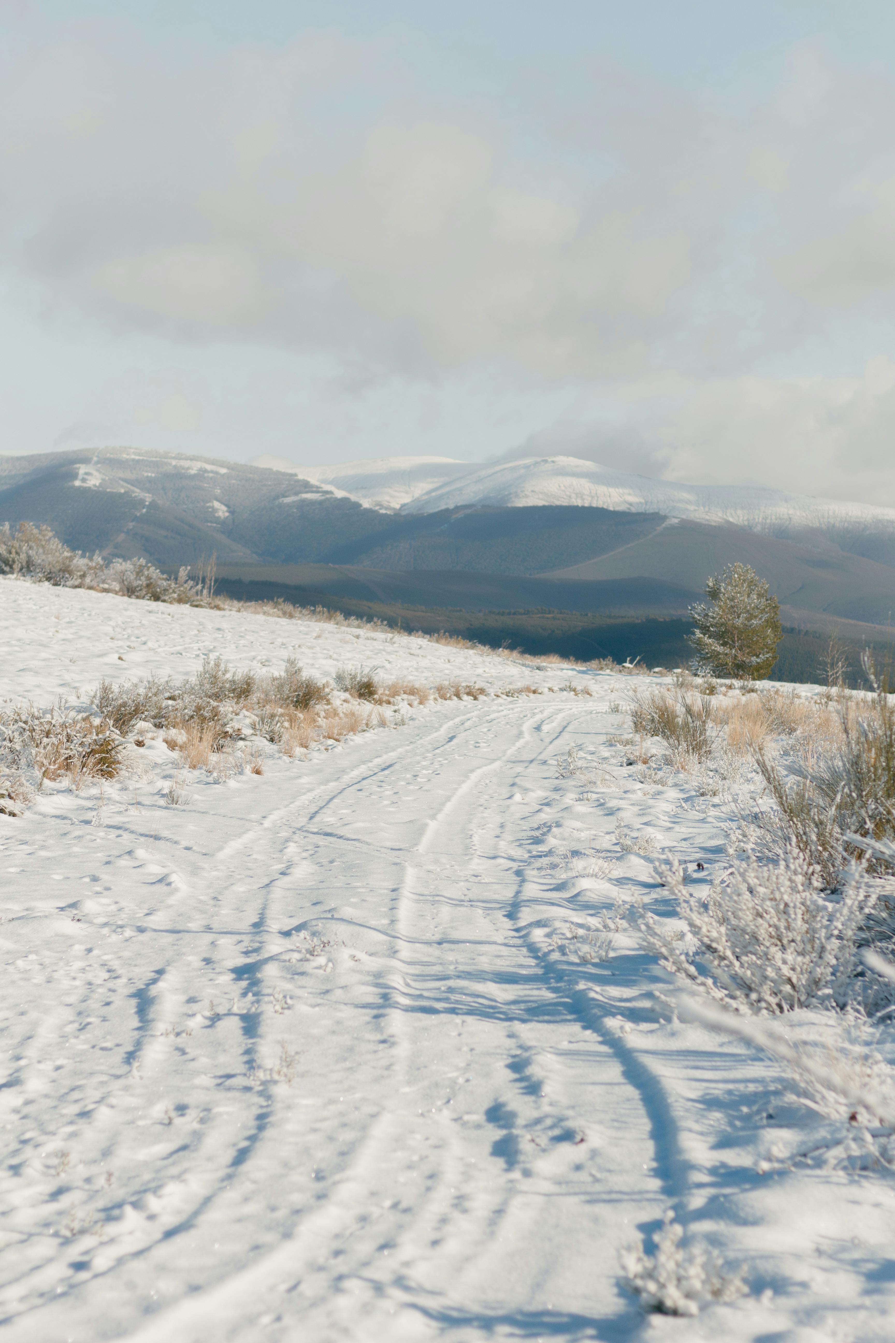 Snow Covered Ground · Free Stock Photo