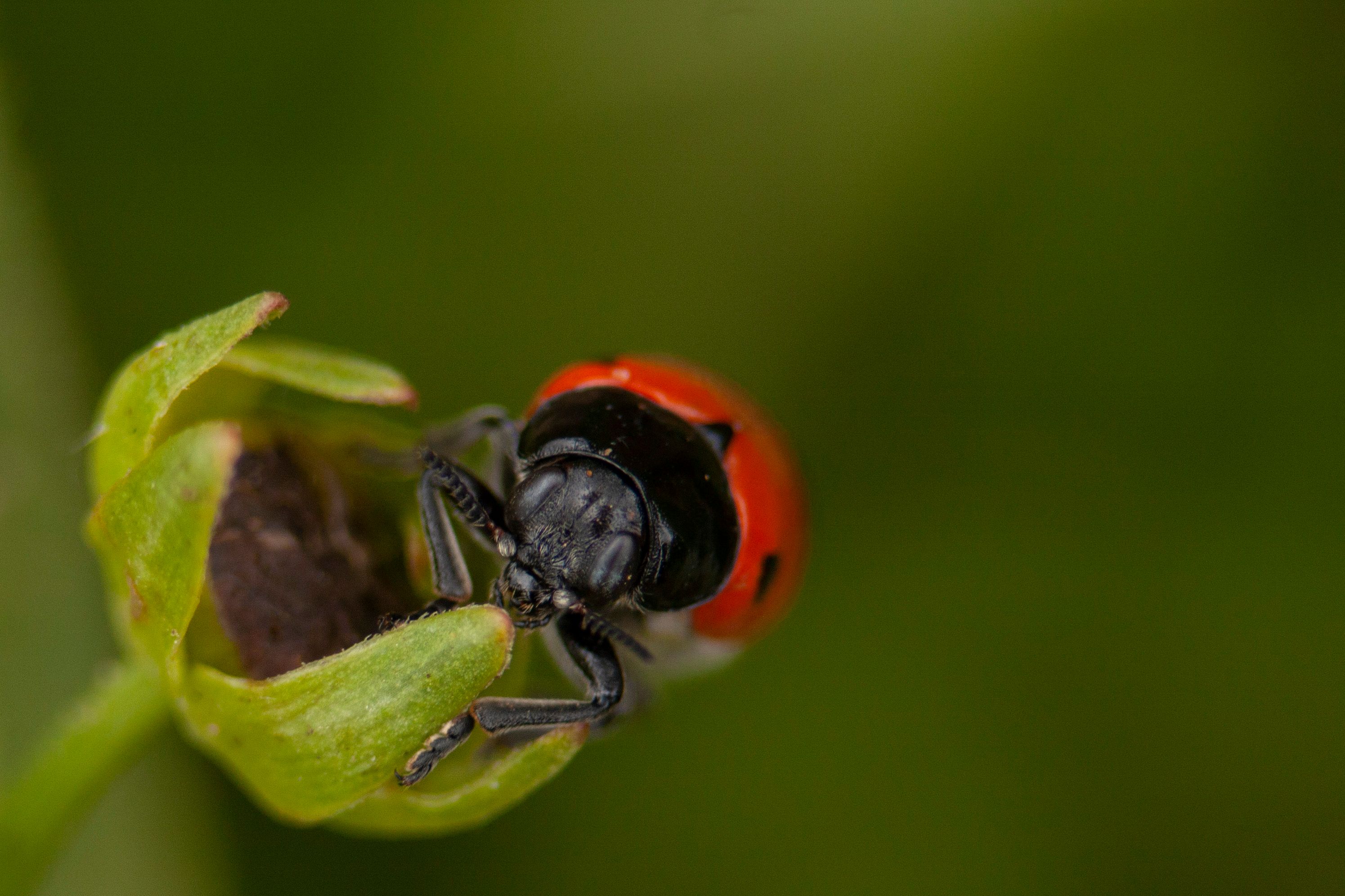 Red Ladybug Perched on Pink Flower in Close Up Photography · Free Stock ...