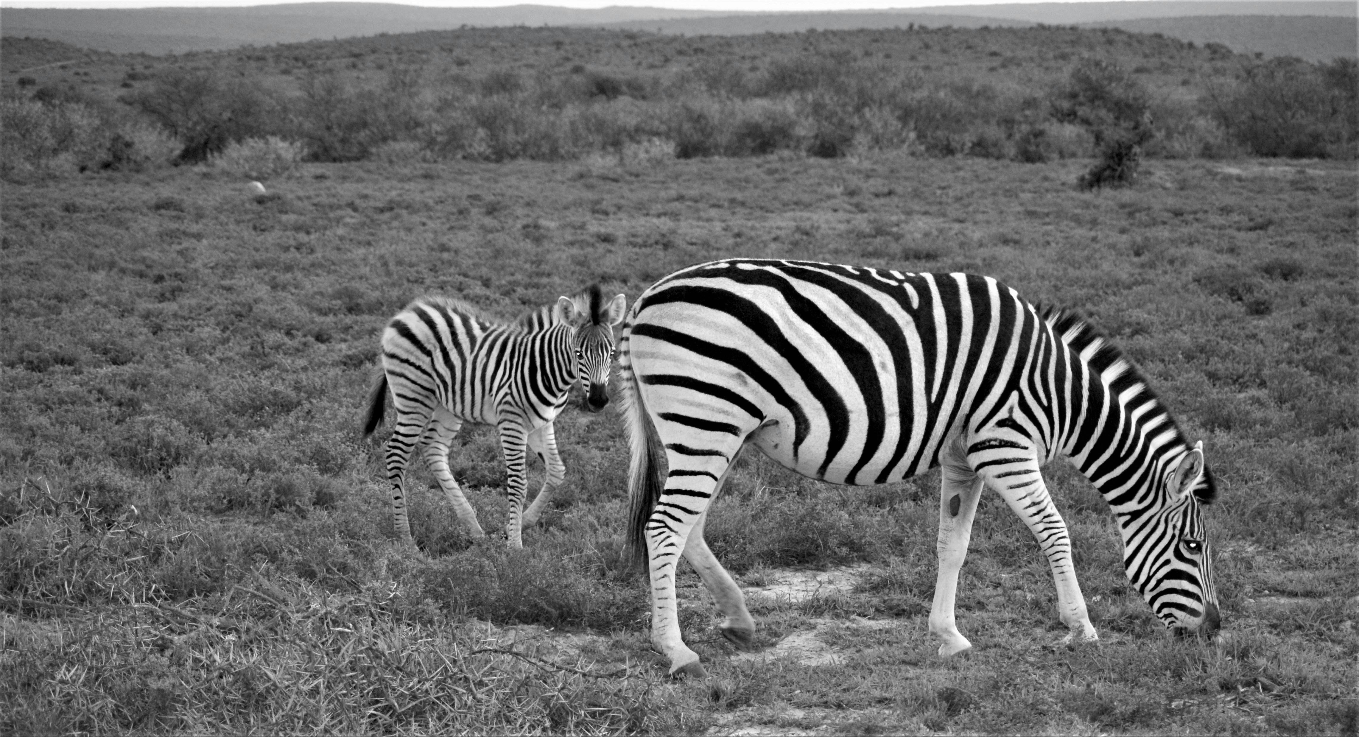 Black and White Zebra · Free Stock Photo