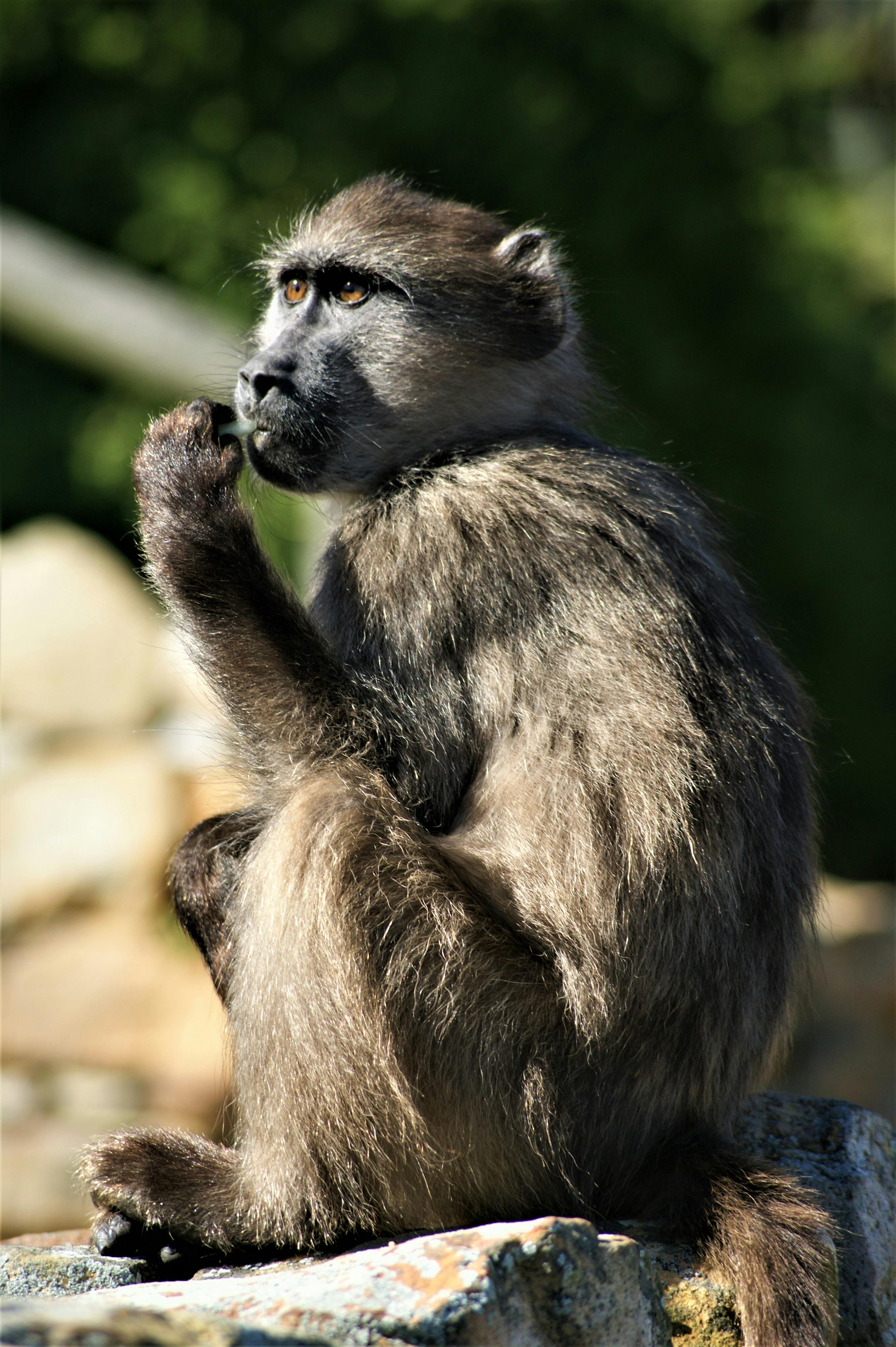 88,095+ Best Free Small animal Stock Photos & Images · 100% Royalty ...