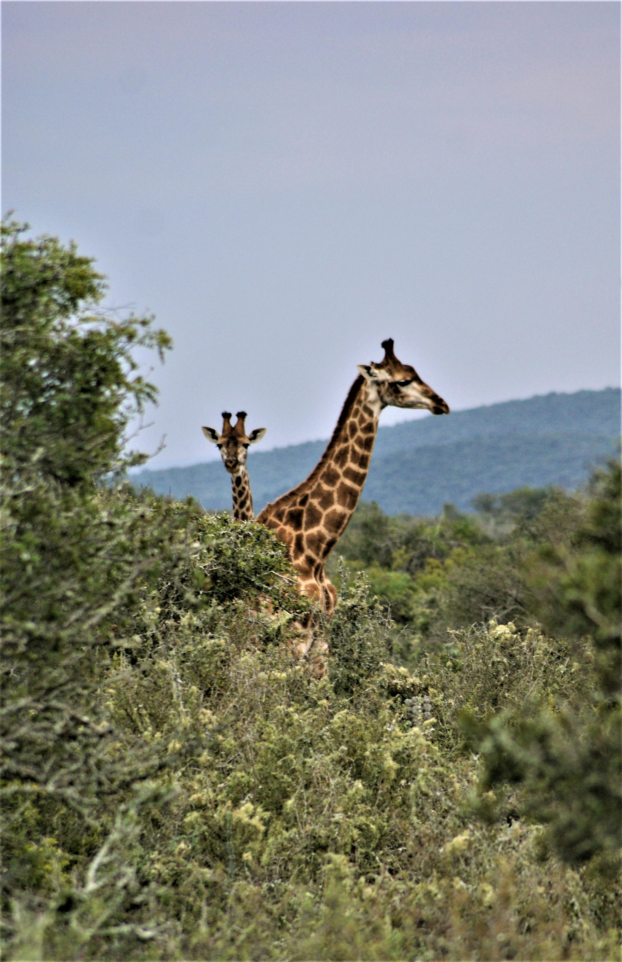 Giraffe Head Over the Trees · Free Stock Photo