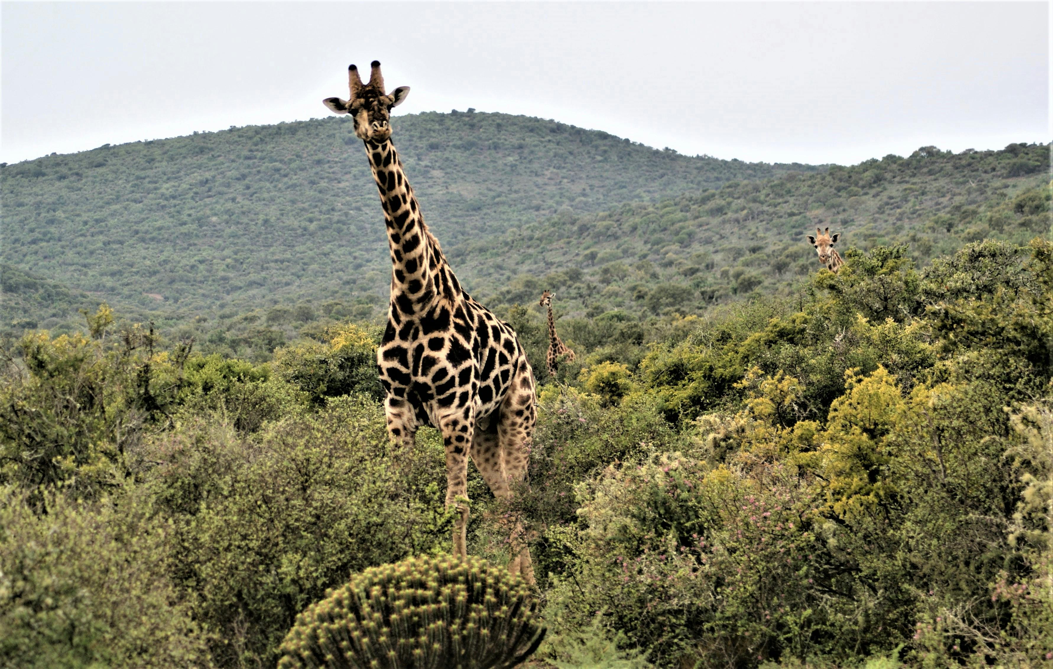 Giraffe on Grasslands · Free Stock Photo