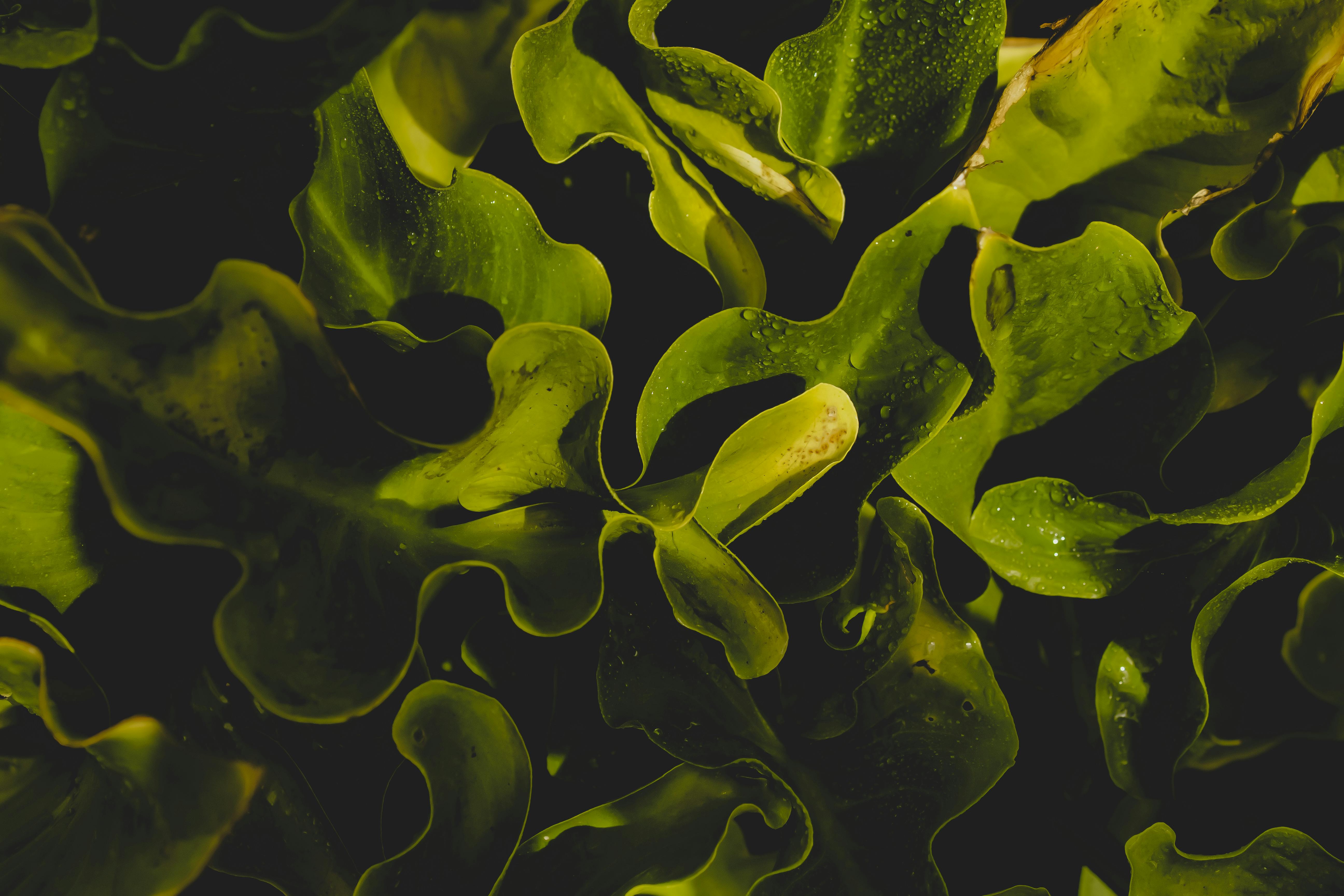 20+ Best Kelp Photos · 100% Free Download · Pexels Stock Photos