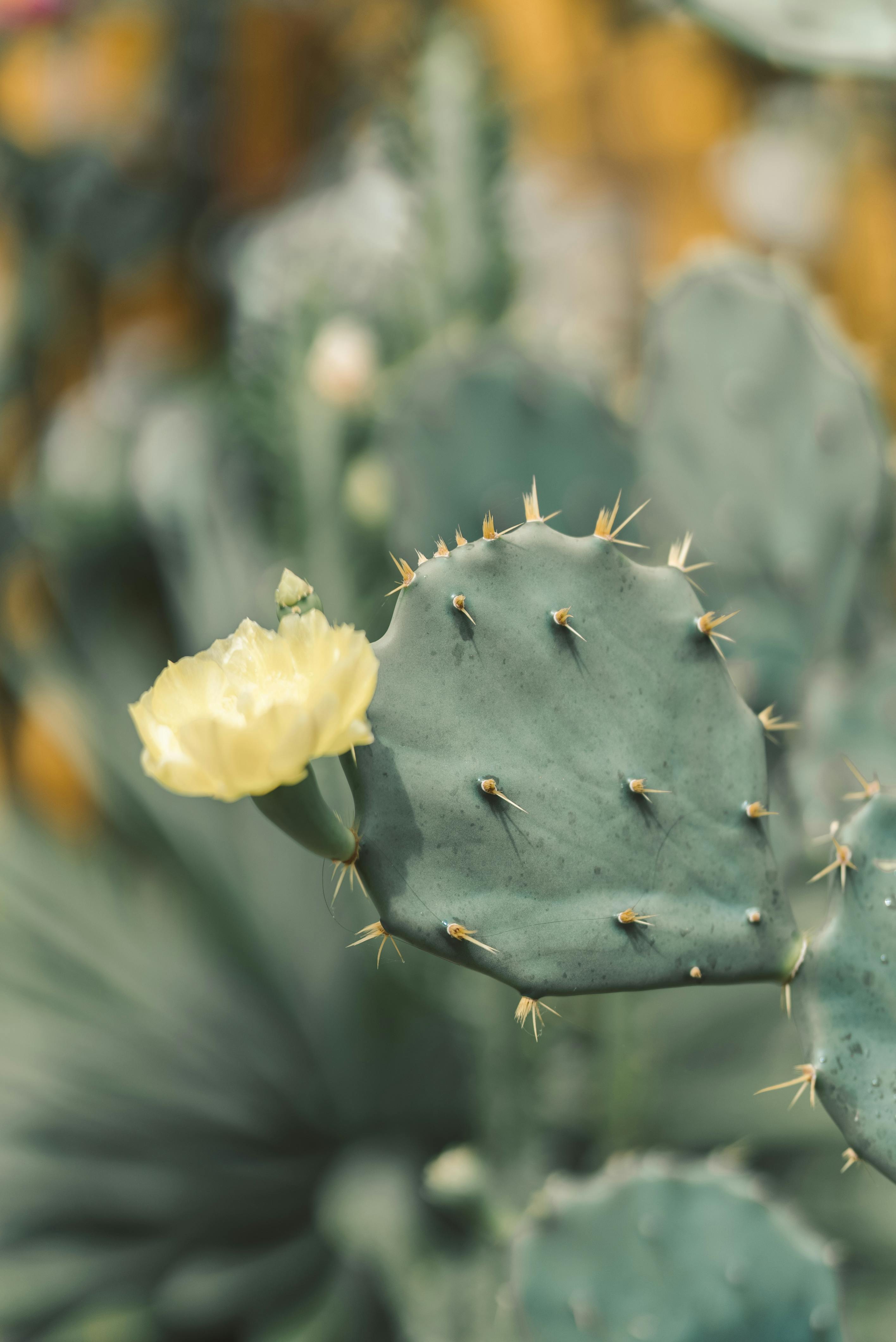 Cactus Flower Photos, Download The BEST Free Cactus Flower Stock Photos ...
