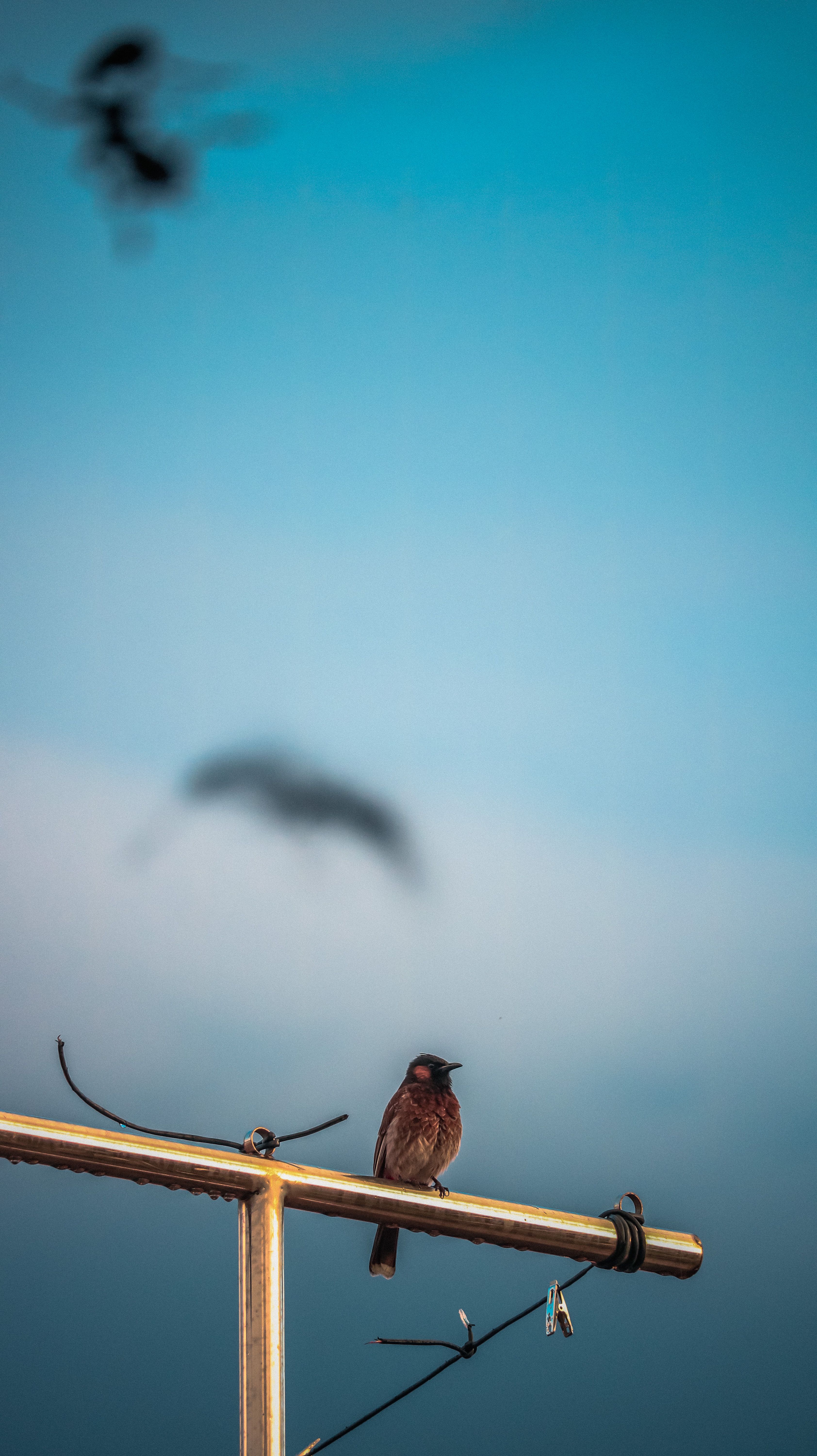 Perch Pole Photos, Download The BEST Free Perch Pole Stock Photos & HD ...