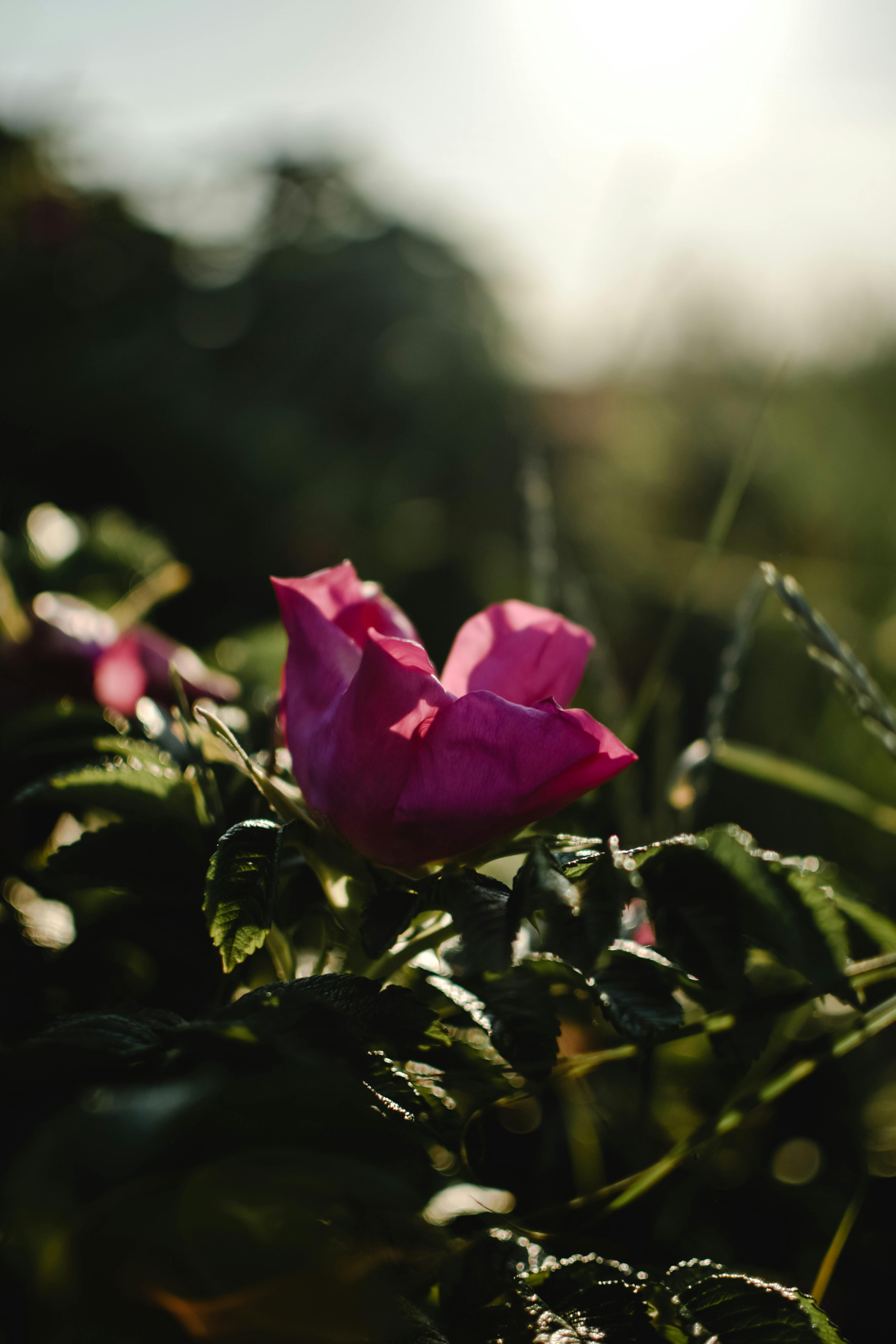 Ray Rosa Photos, Download The BEST Free Ray Rosa Stock Photos & HD Images