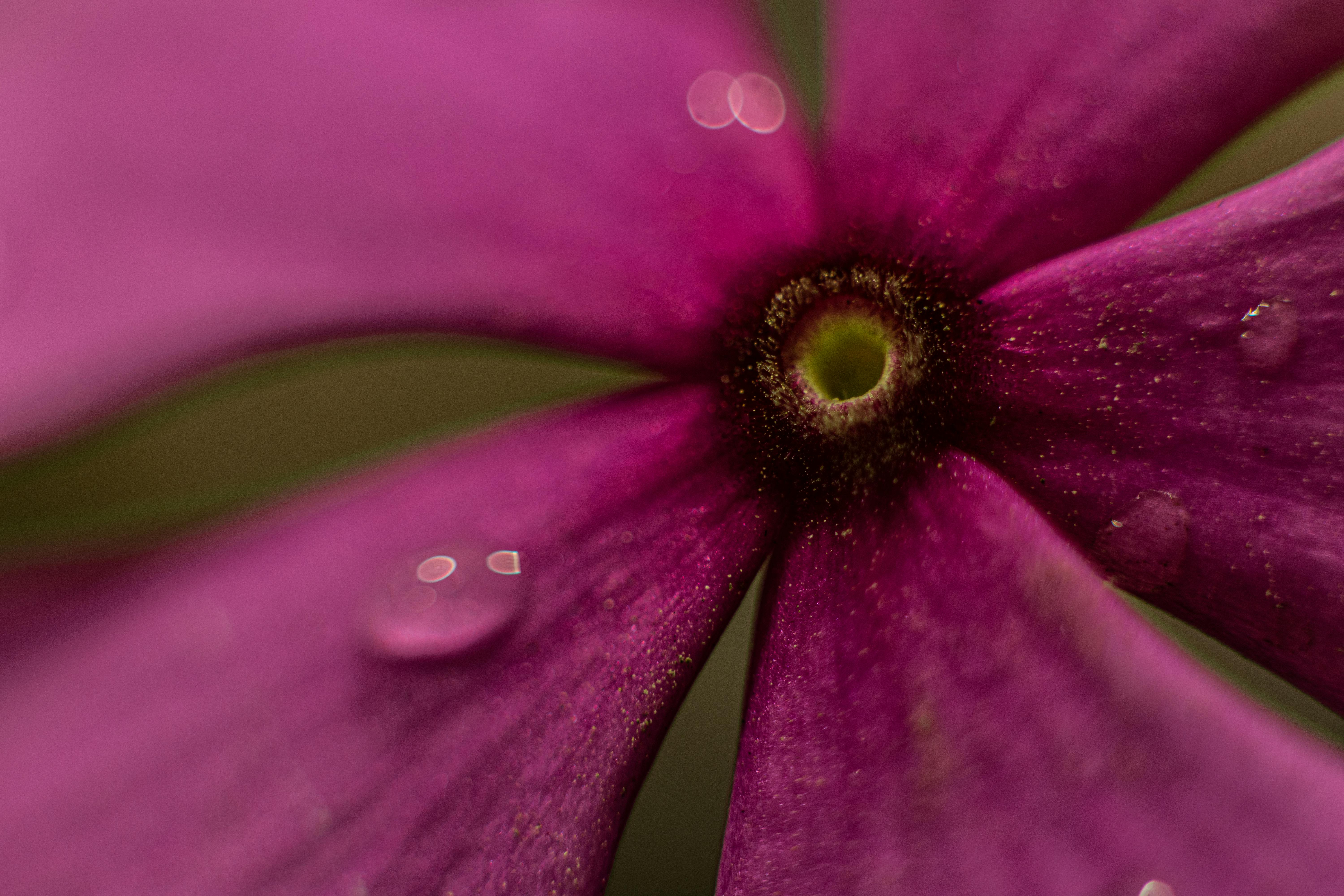 Purple Flower · Free Stock Photo