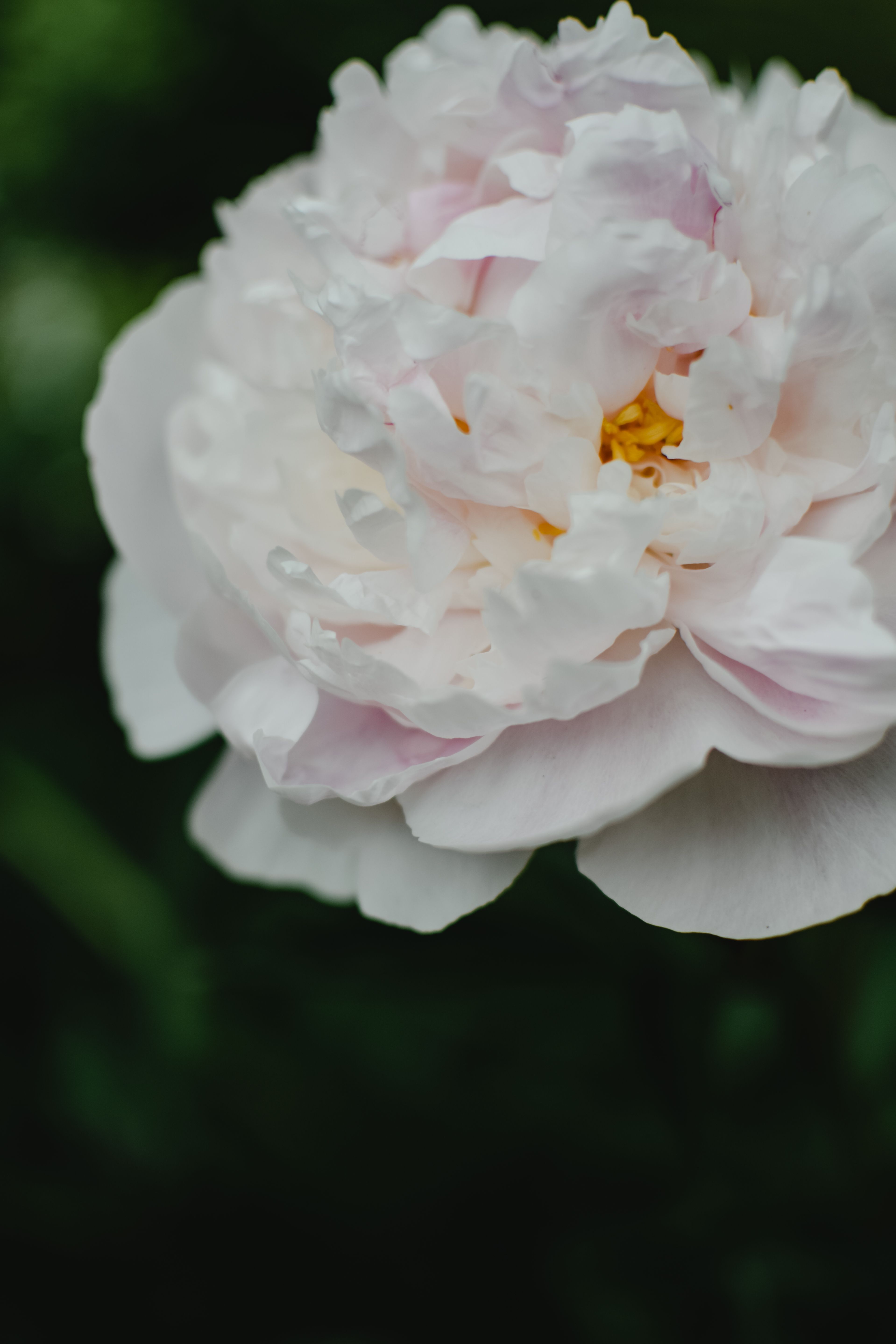 236,484+ Best Free Close up peonie flower Stock Photos & Images · 100% ...
