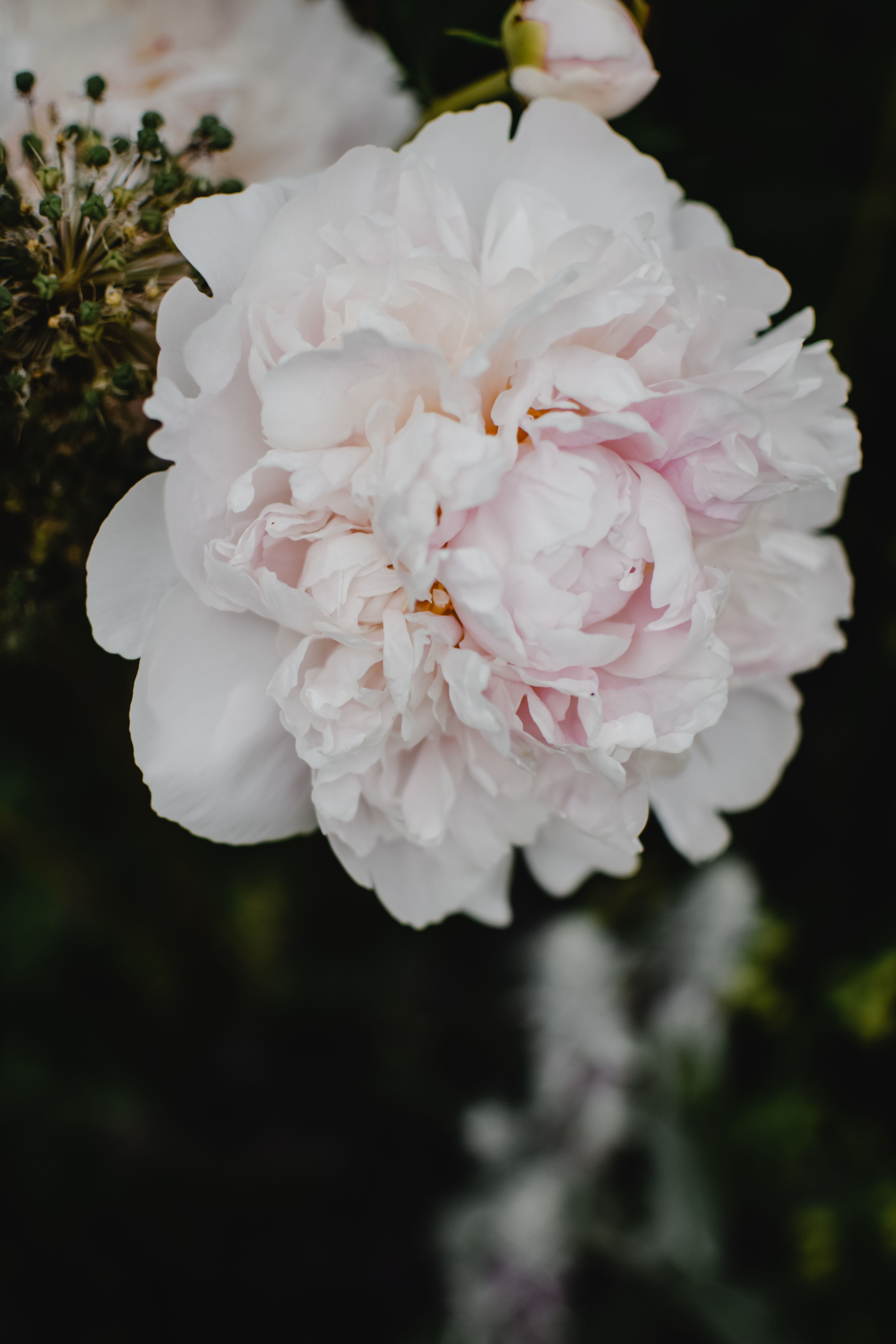 1,000+ Best Peony Photos · 100% Free Download · Pexels Stock Photos