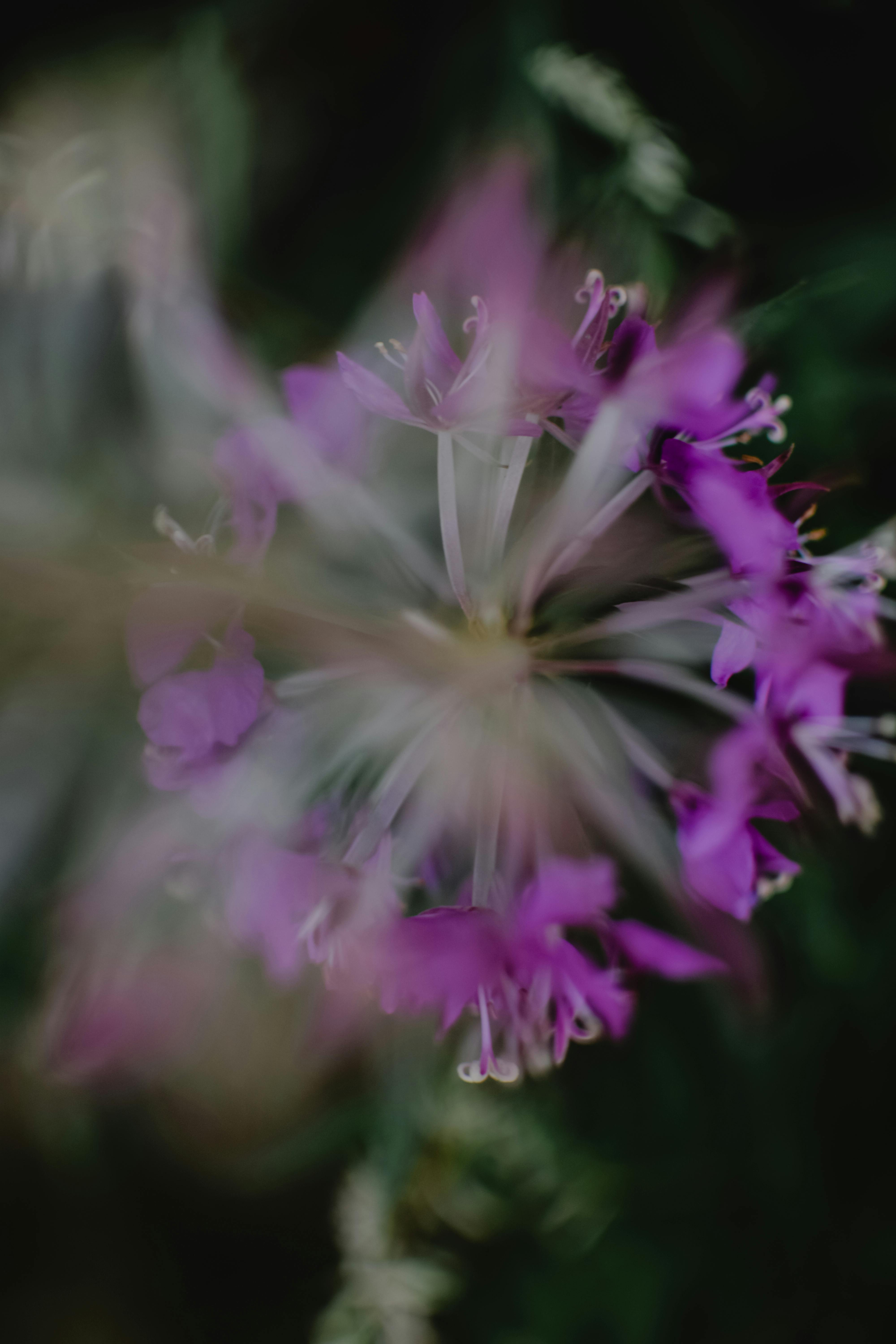 Selective Focus Photography of Flowers · Free Stock Photo