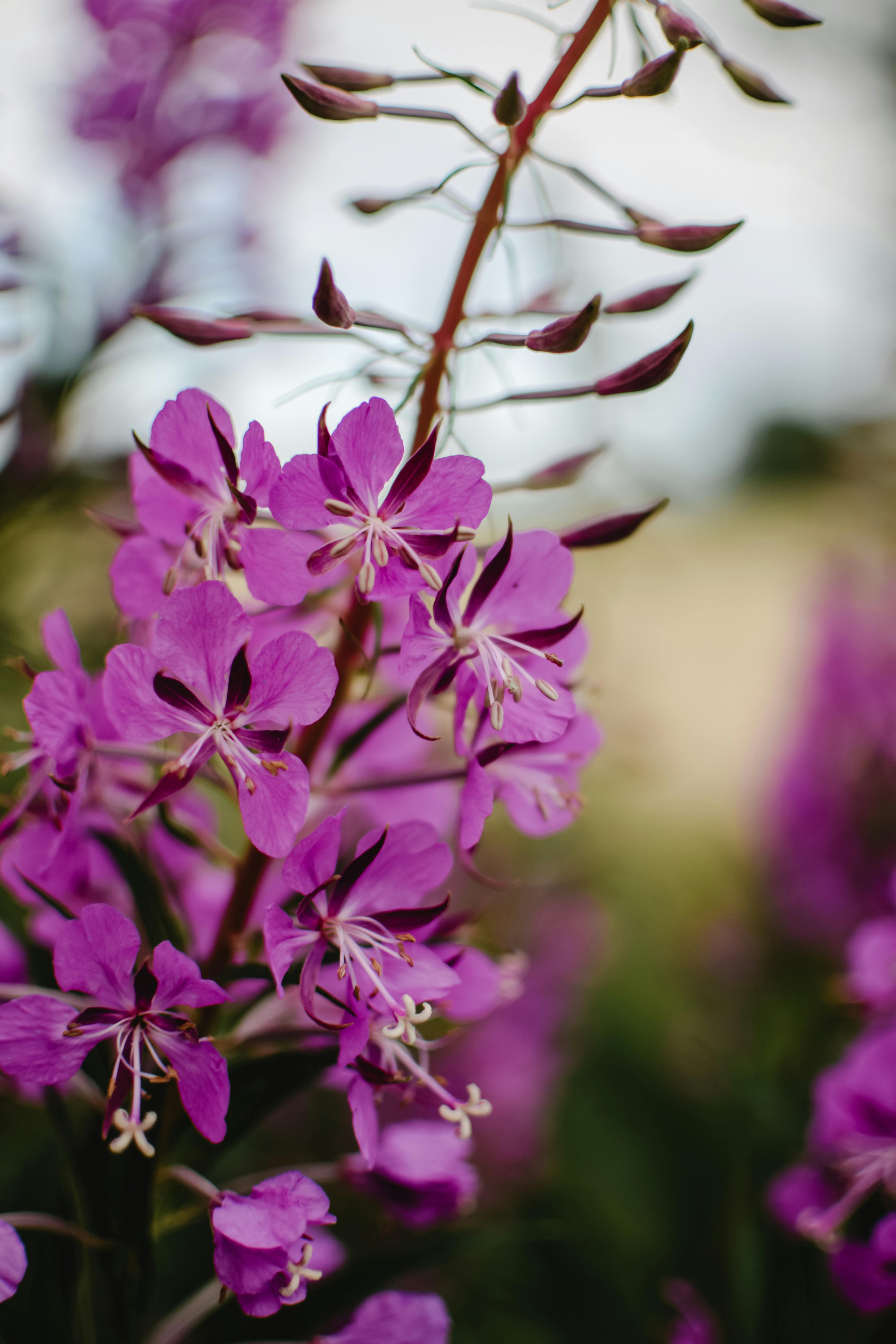 Fireweed Flowers in Bloom · Free Stock Photo