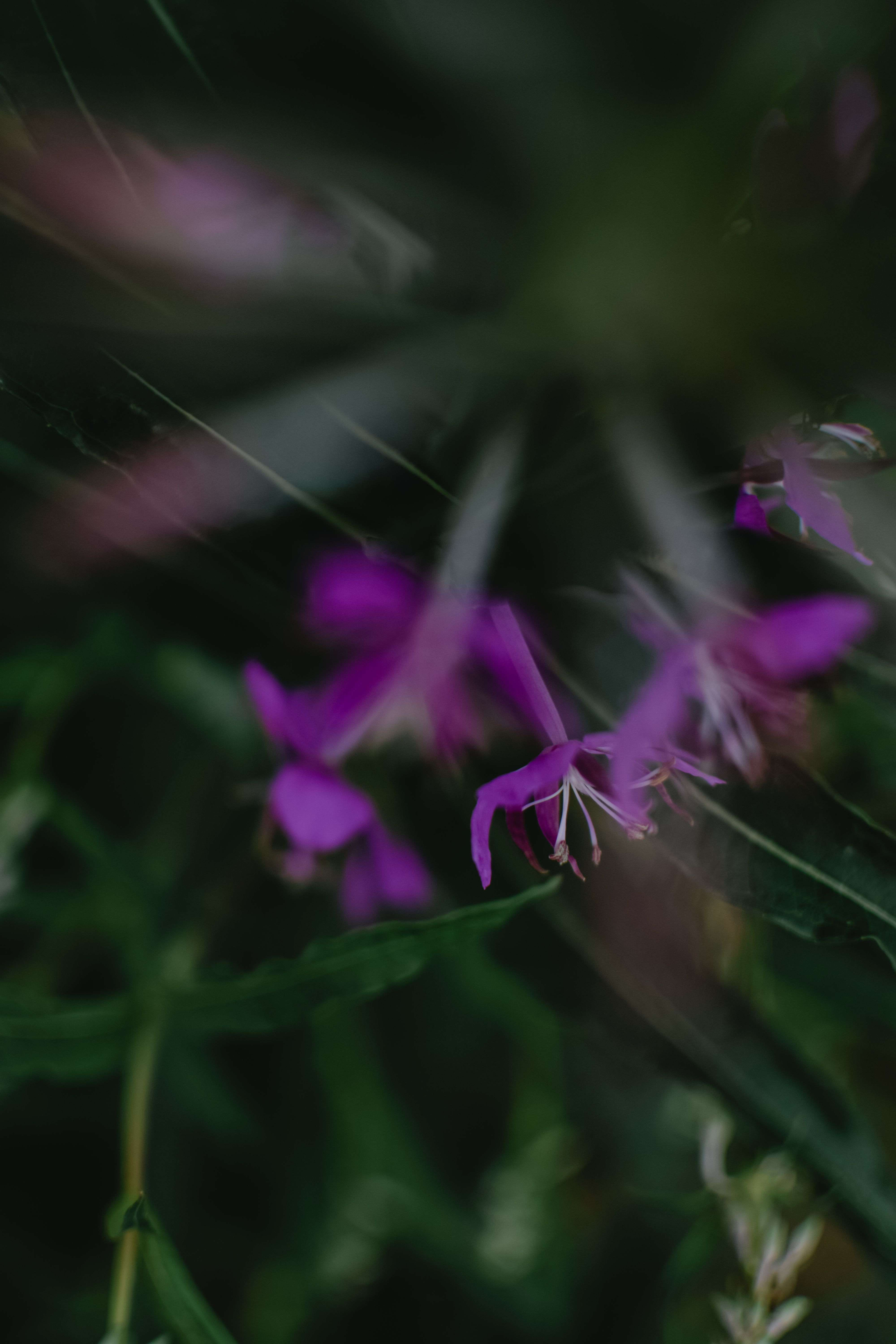 Purple Flower · Free Stock Photo