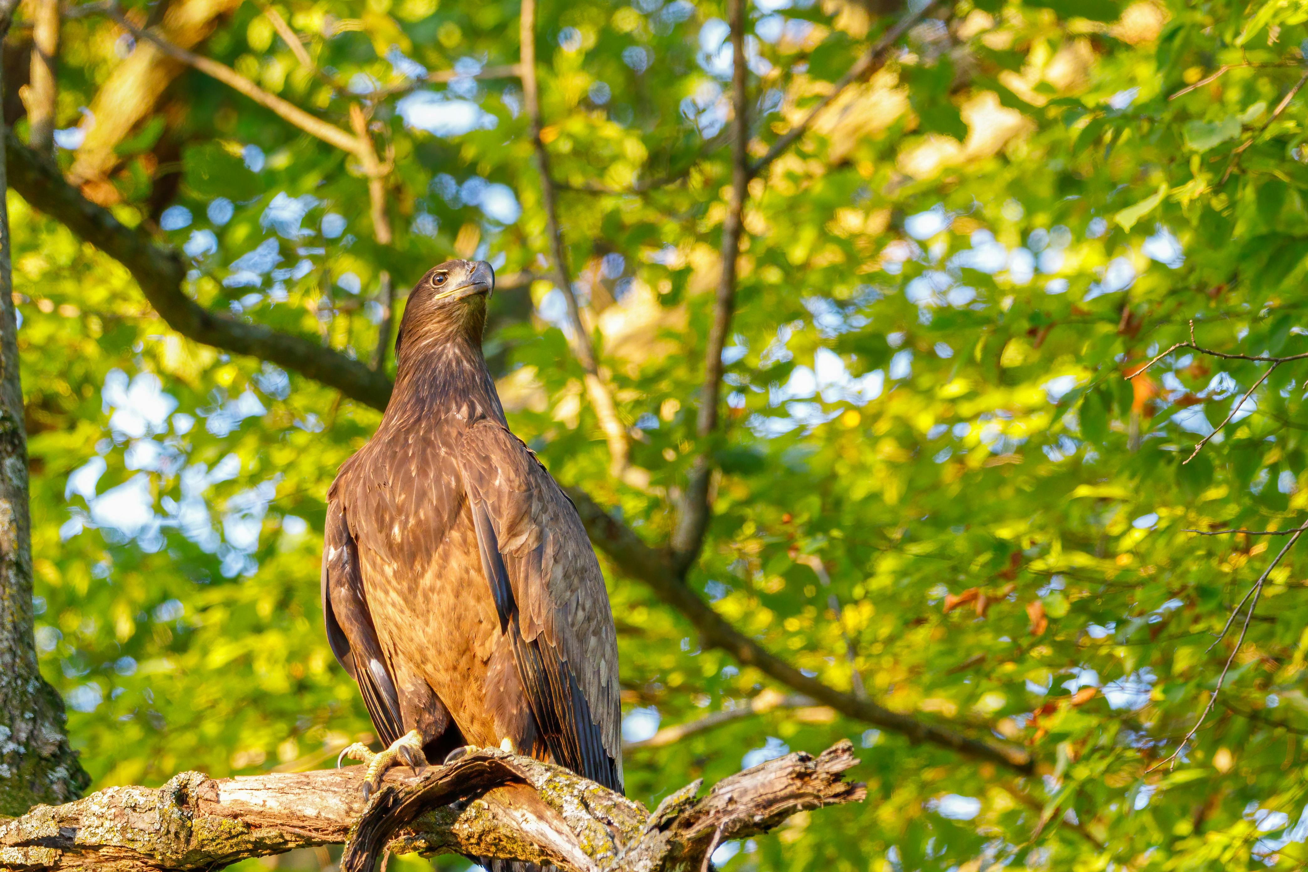 Pájaro Marrón En La Rama De Un árbol · Fotos de stock gratuitas