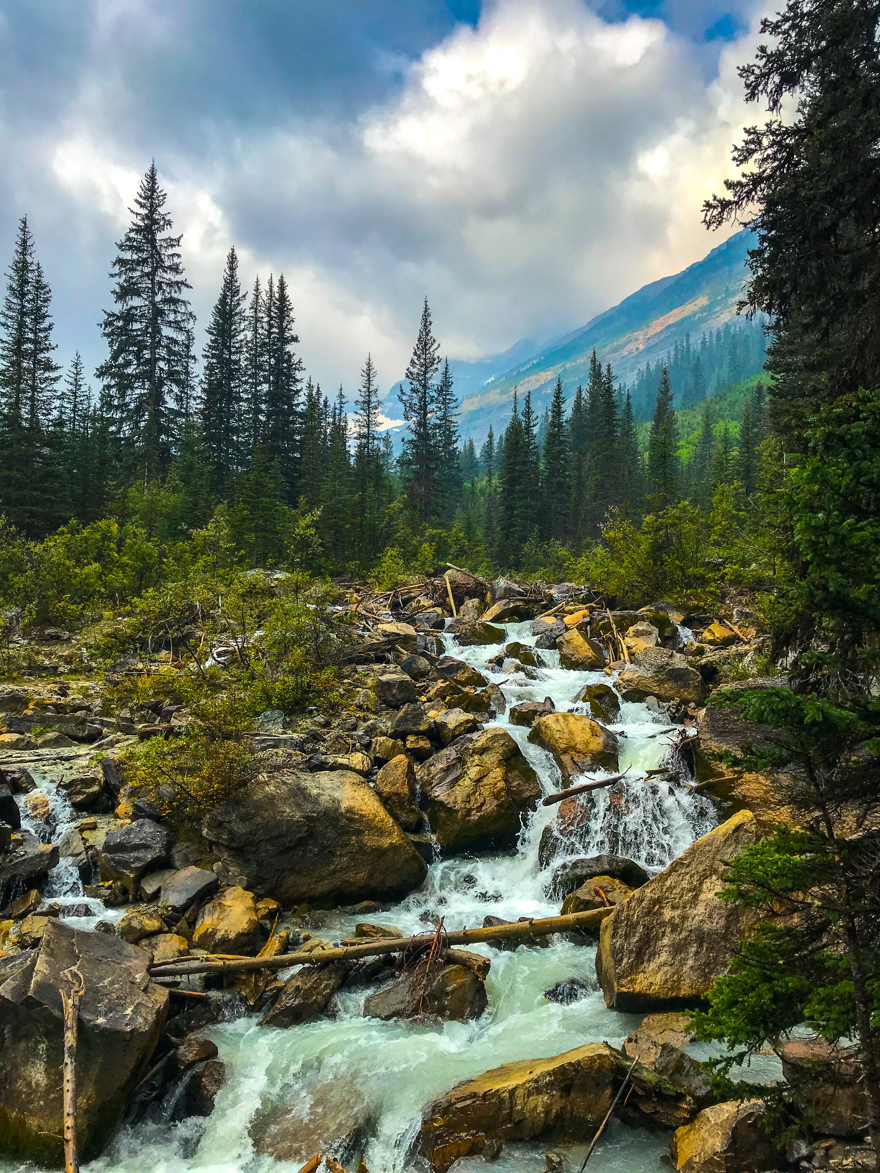 A Stream Surrounded with Pine Trees in the Forest`` · Free Stock Photo