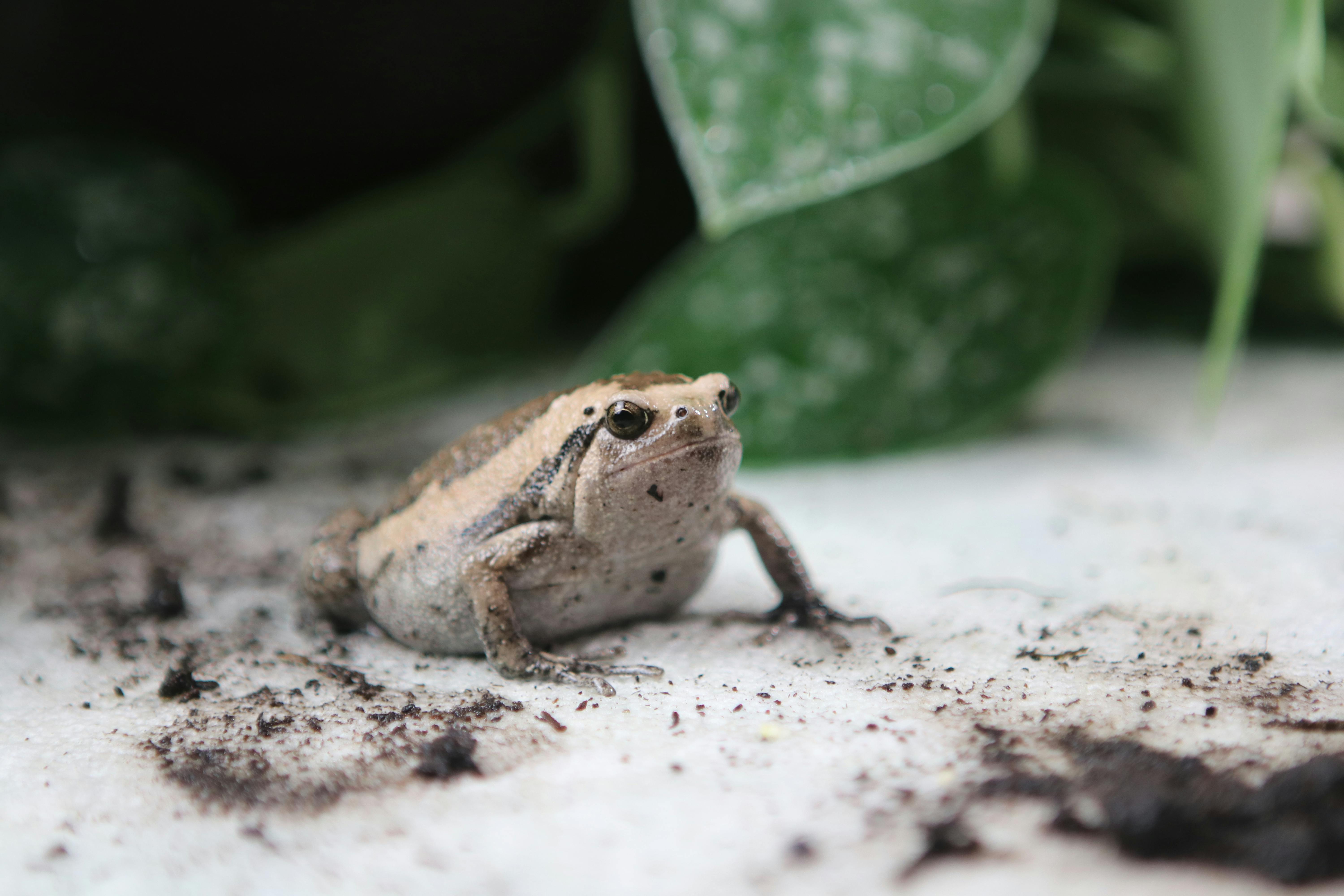 A Close-Up Shot of a Frog · Free Stock Photo