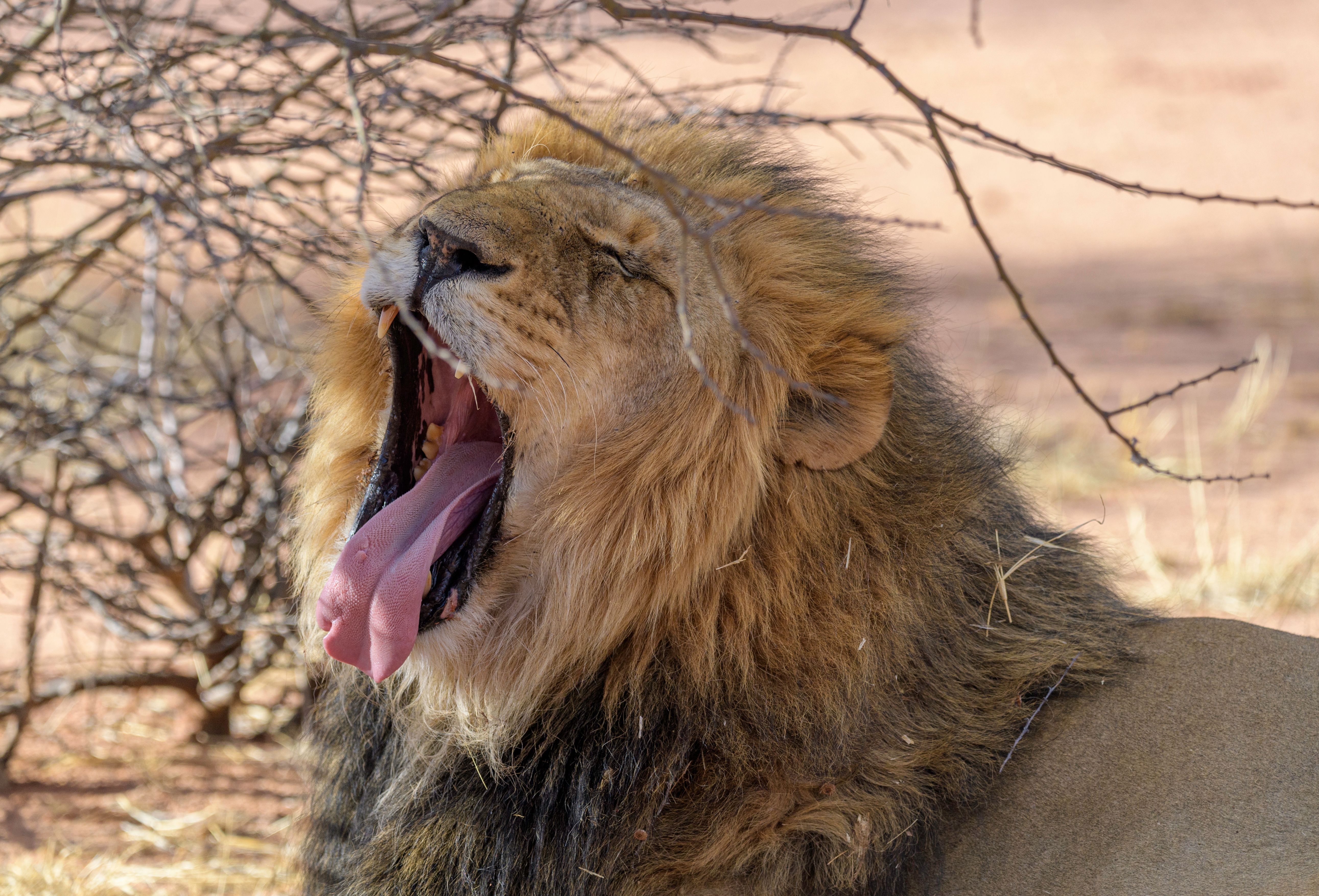 Lion Yawning · Free Stock Photo