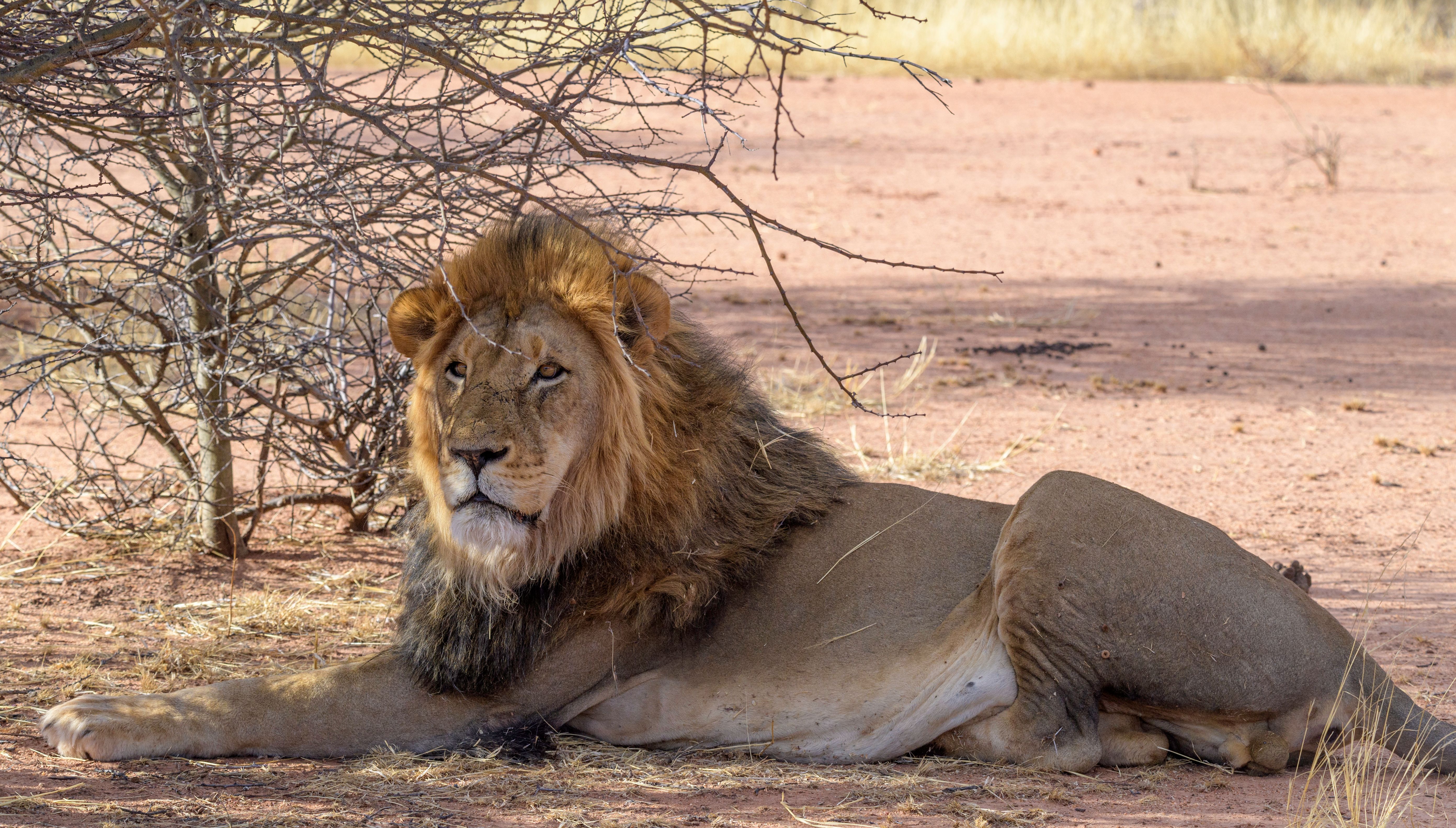 Portrait of a Lion Lying Down · Free Stock Photo