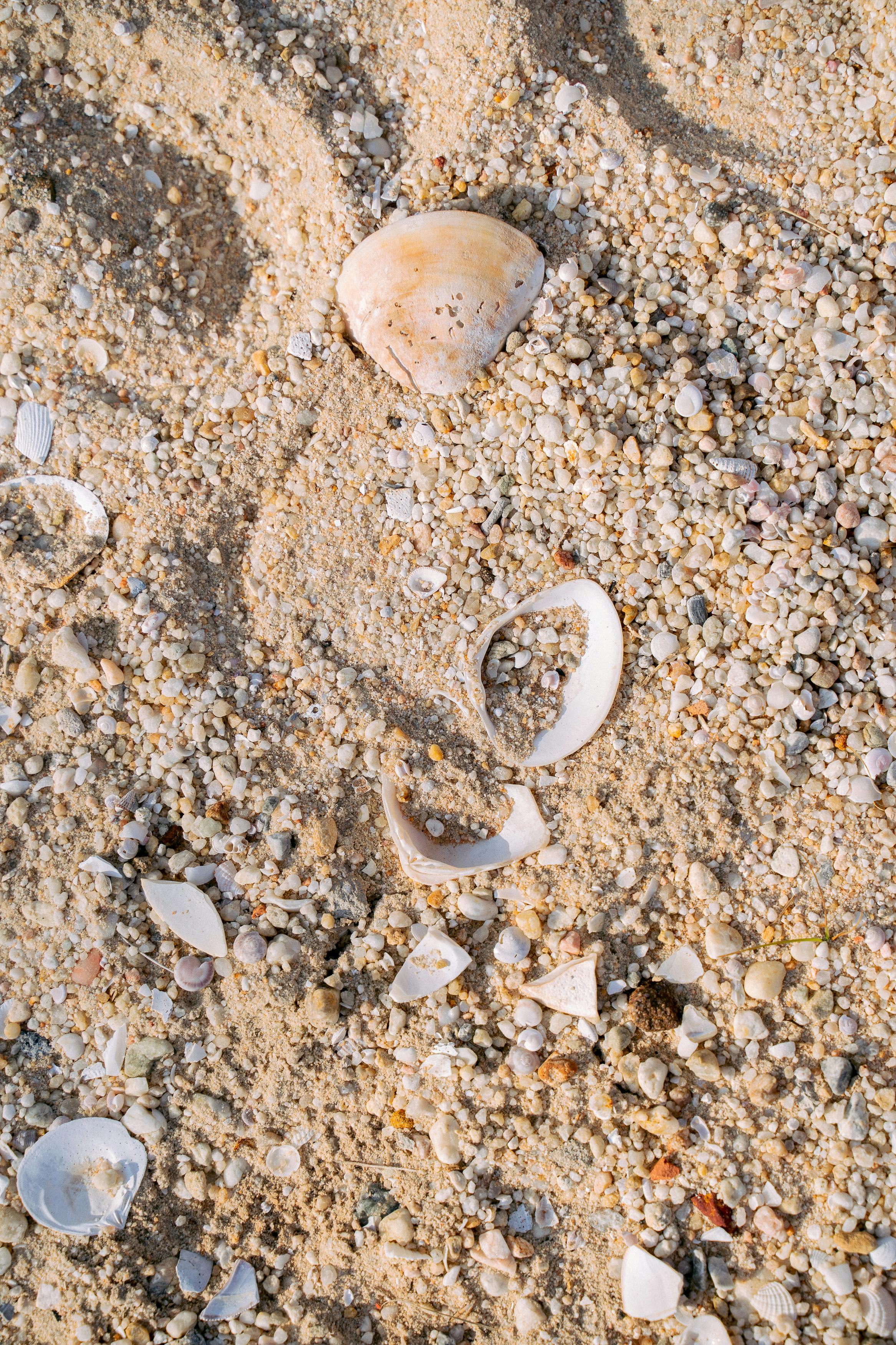 A Close-Up Shot of Sand with Seashells · Free Stock Photo