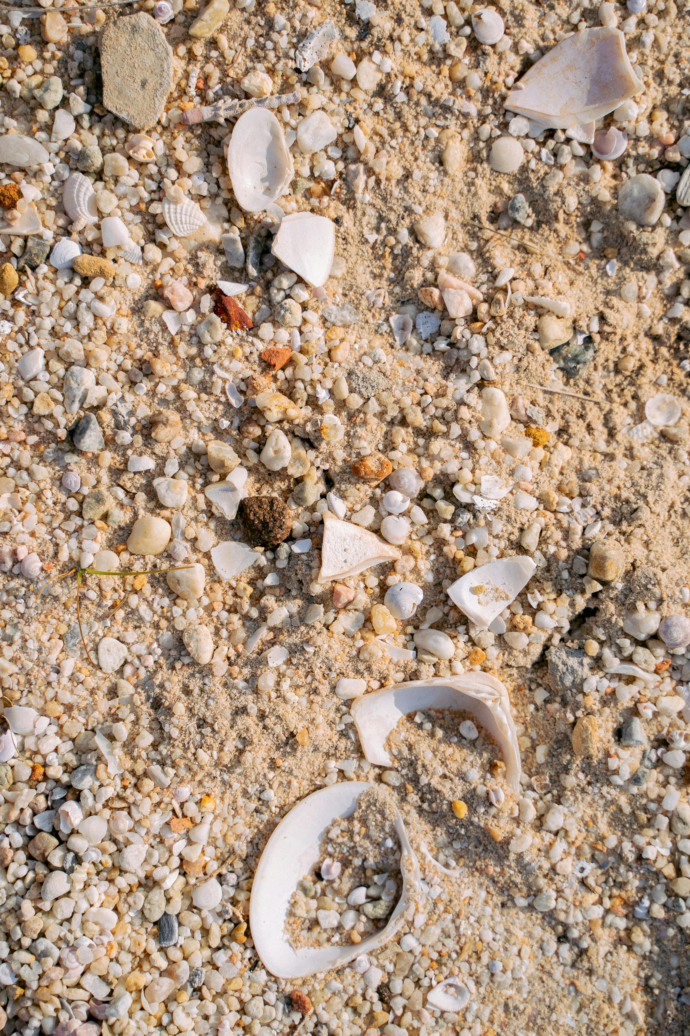 A Close-Up Shot of Sand with Seashells · Free Stock Photo