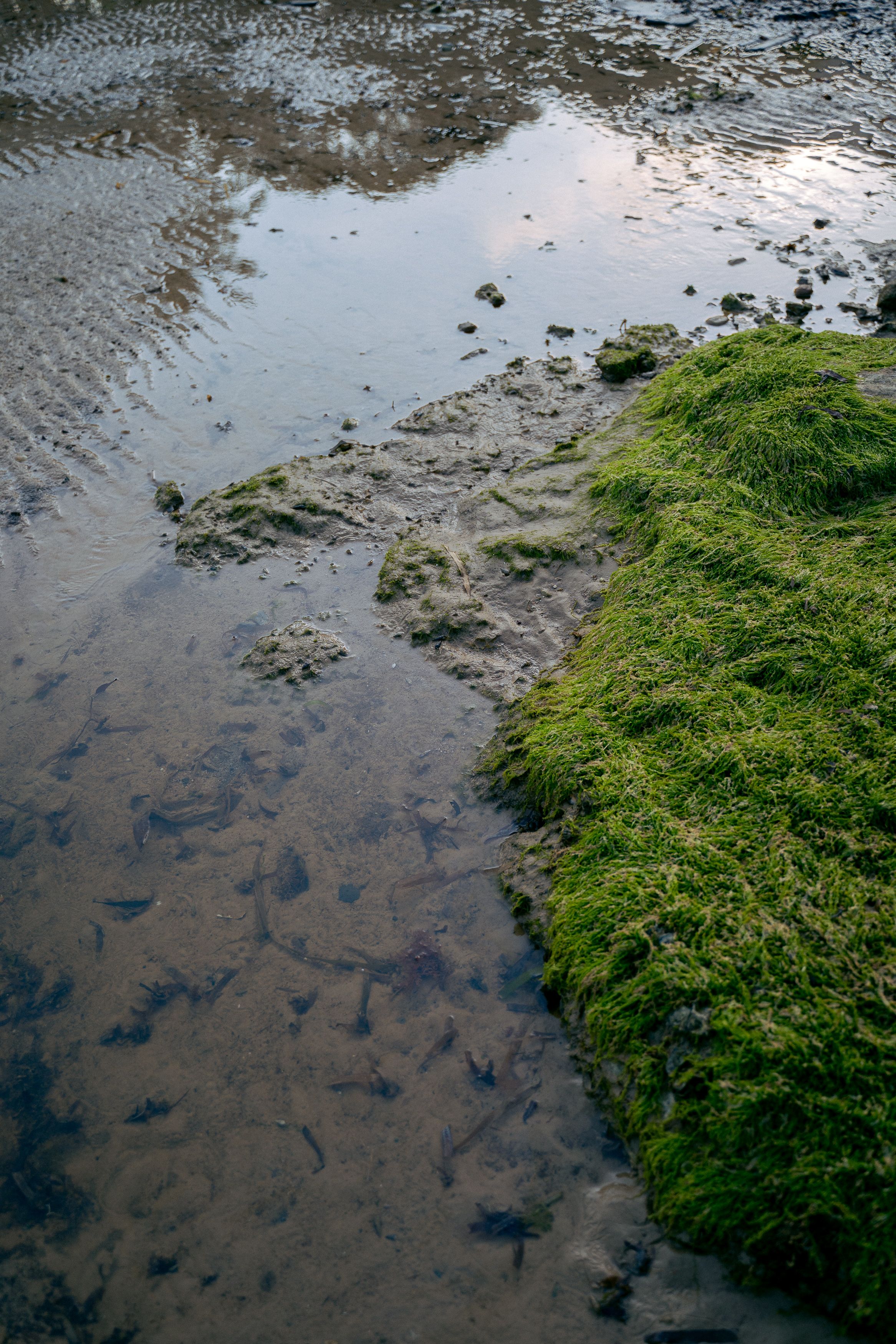 Mud by Puddle · Free Stock Photo