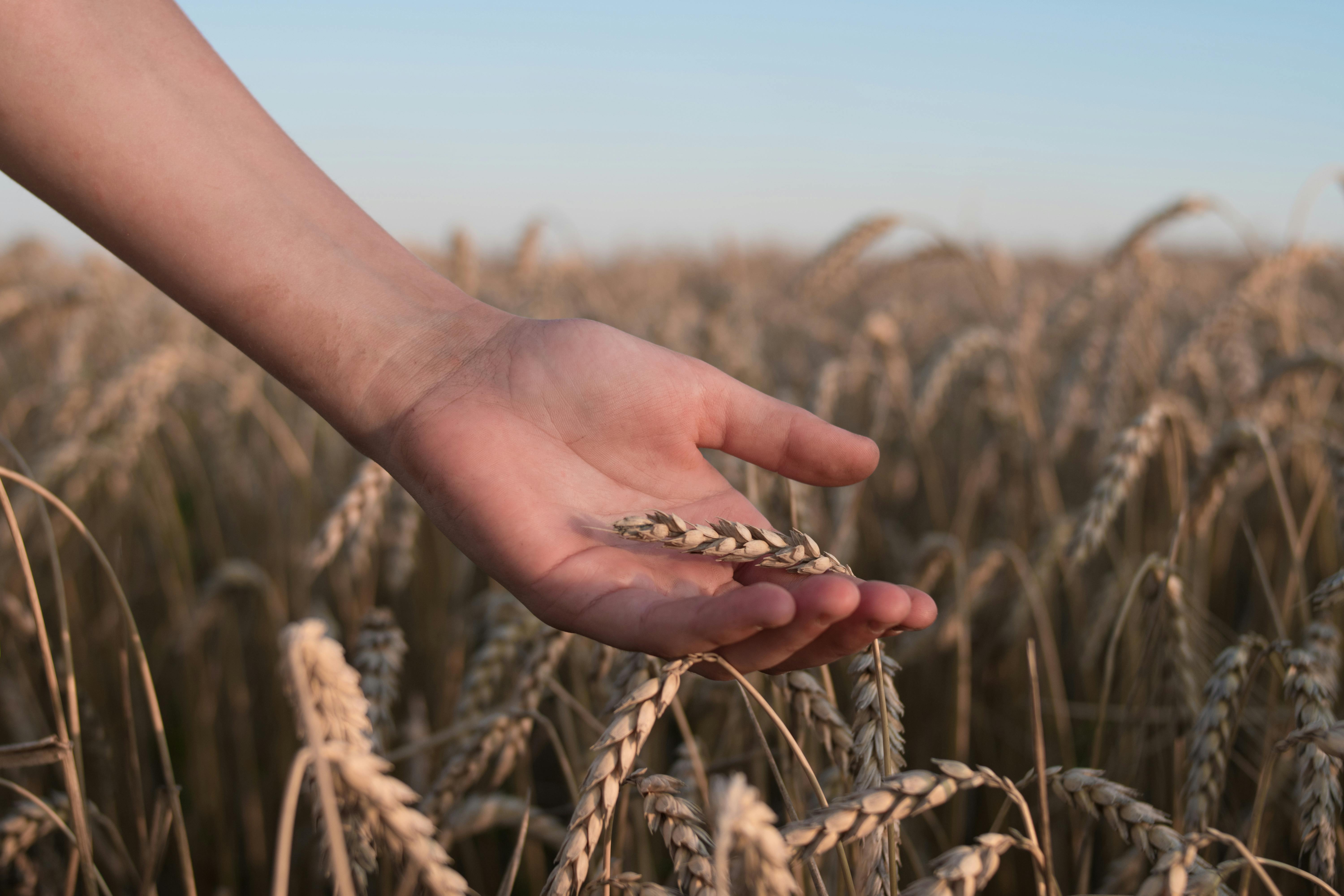 Close-Up Shot of a Hand Touching Wheat · Free Stock Photo