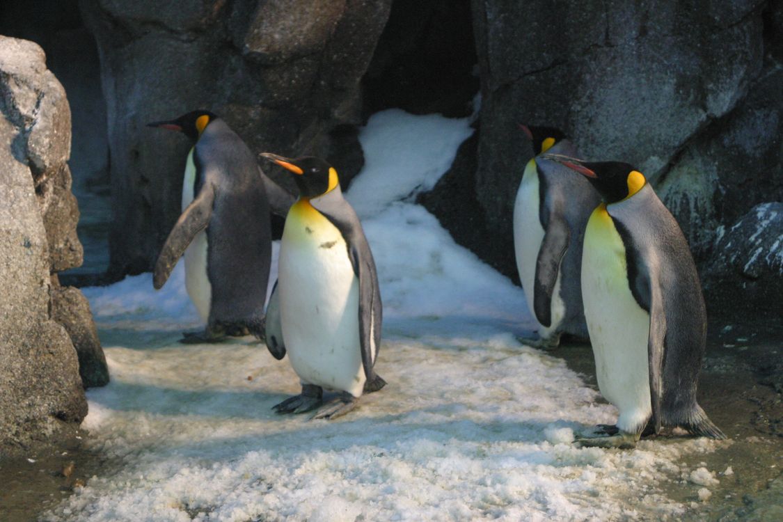 Two Penguins At Snow Area Free Stock Photo Two Penguins At Snow Area Free Stock Photo