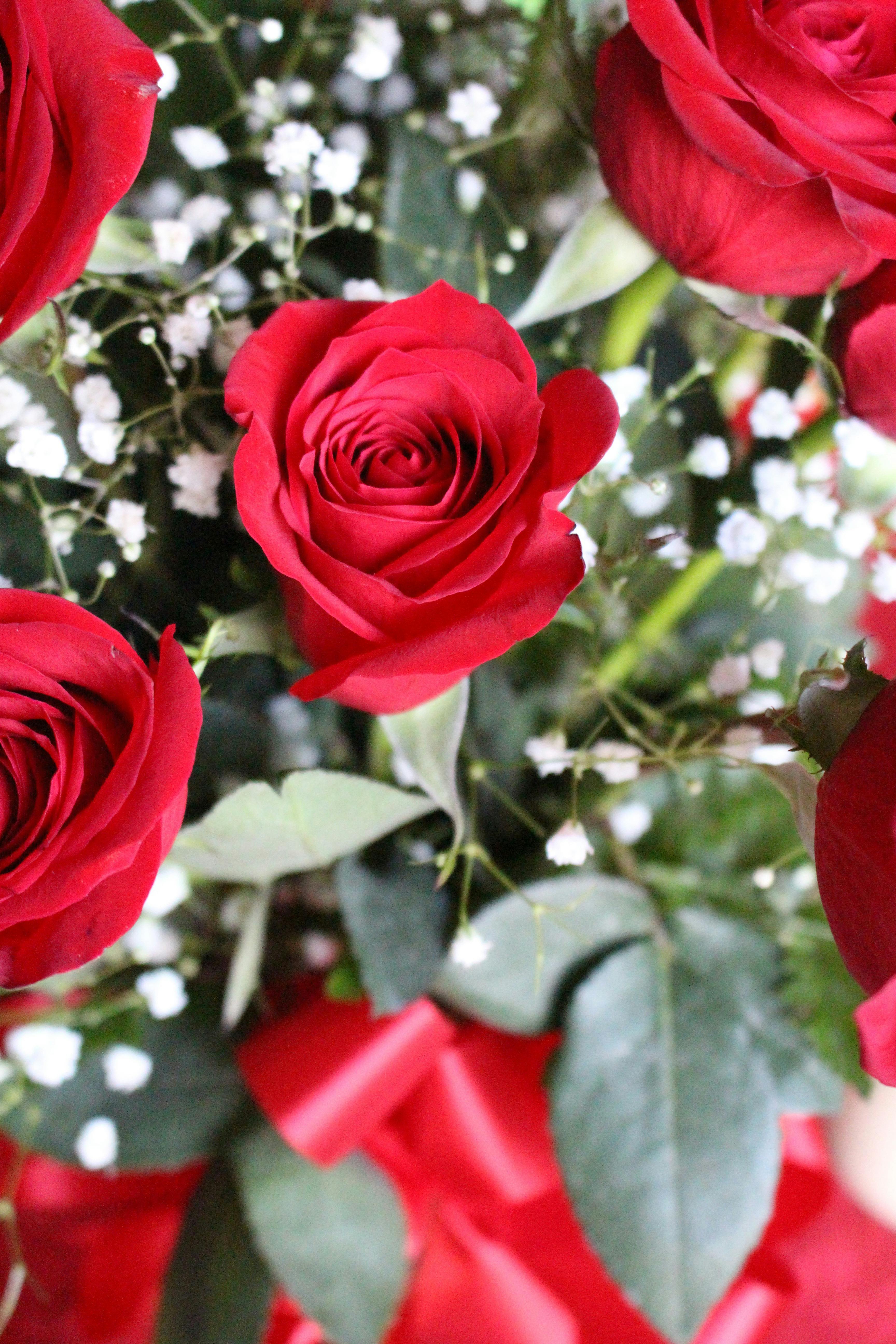 Red Roses · Free Stock Photo