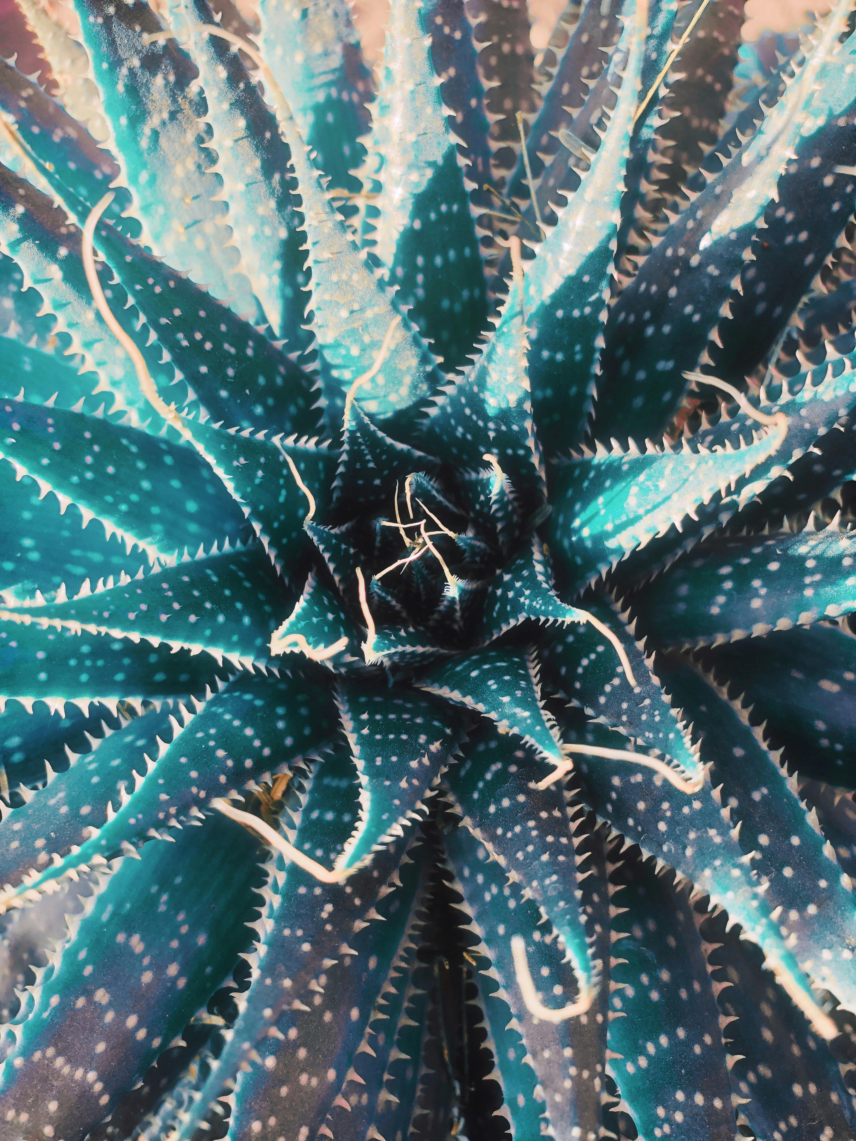 Las mejores fotos de Maguey · Descarga totalmente gratuita · Fotos de ...