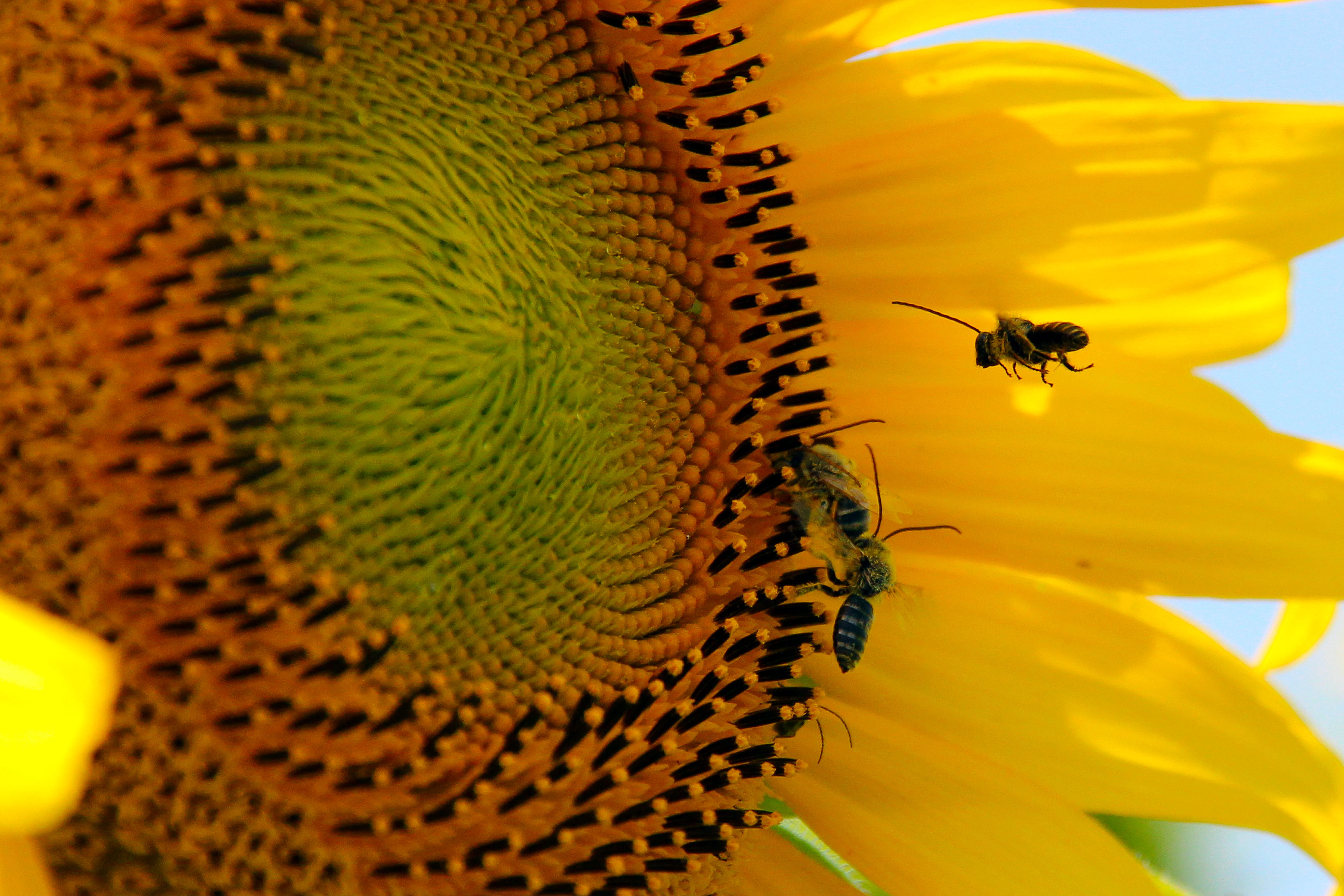 Bees On Flower Images Photos, Download The BEST Free Bees On Flower ...