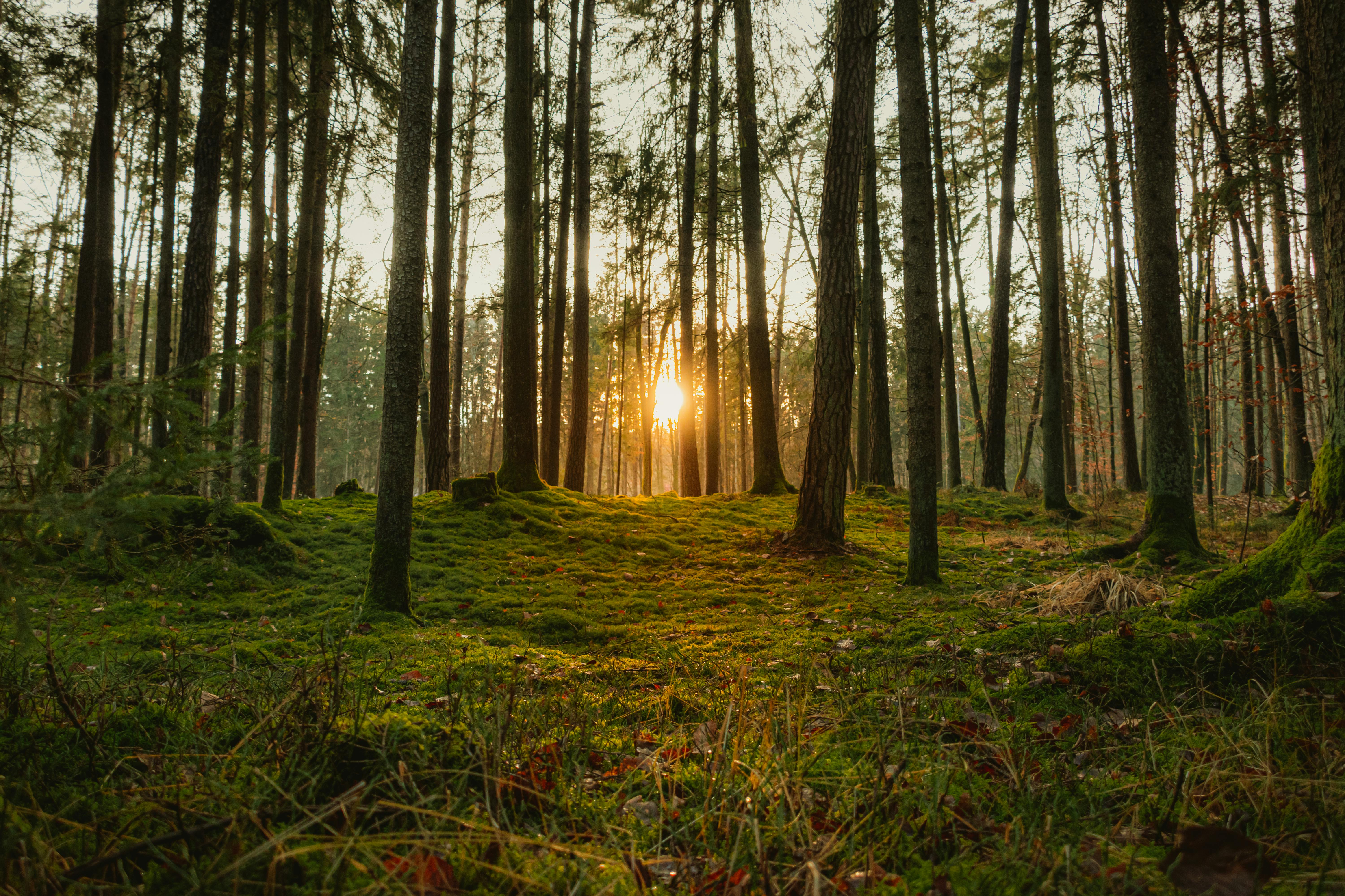 Stark Tree Trunks Photos, Download The BEST Free Stark Tree Trunks ...