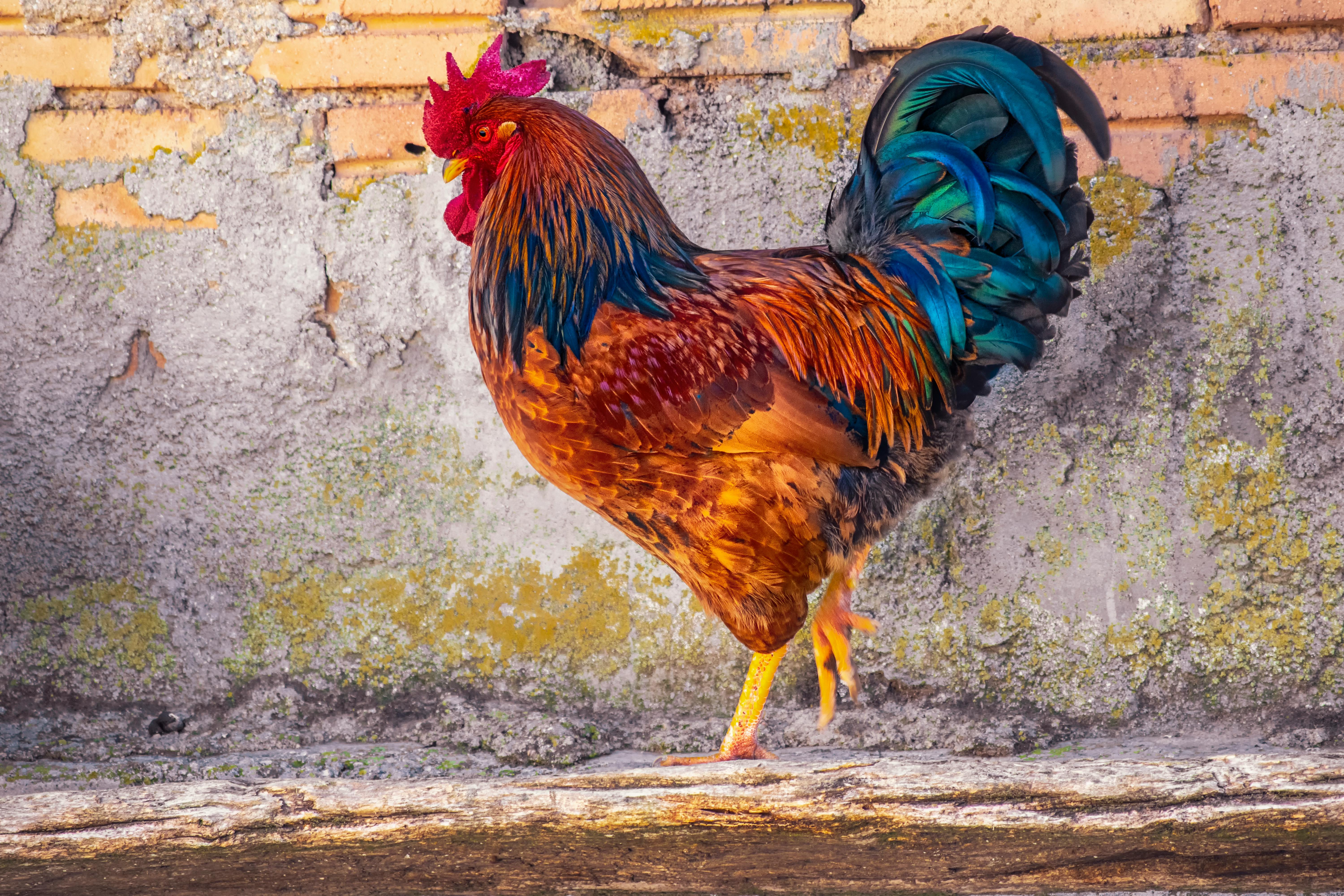 Close-Up Shot of a Rooster · Free Stock Photo