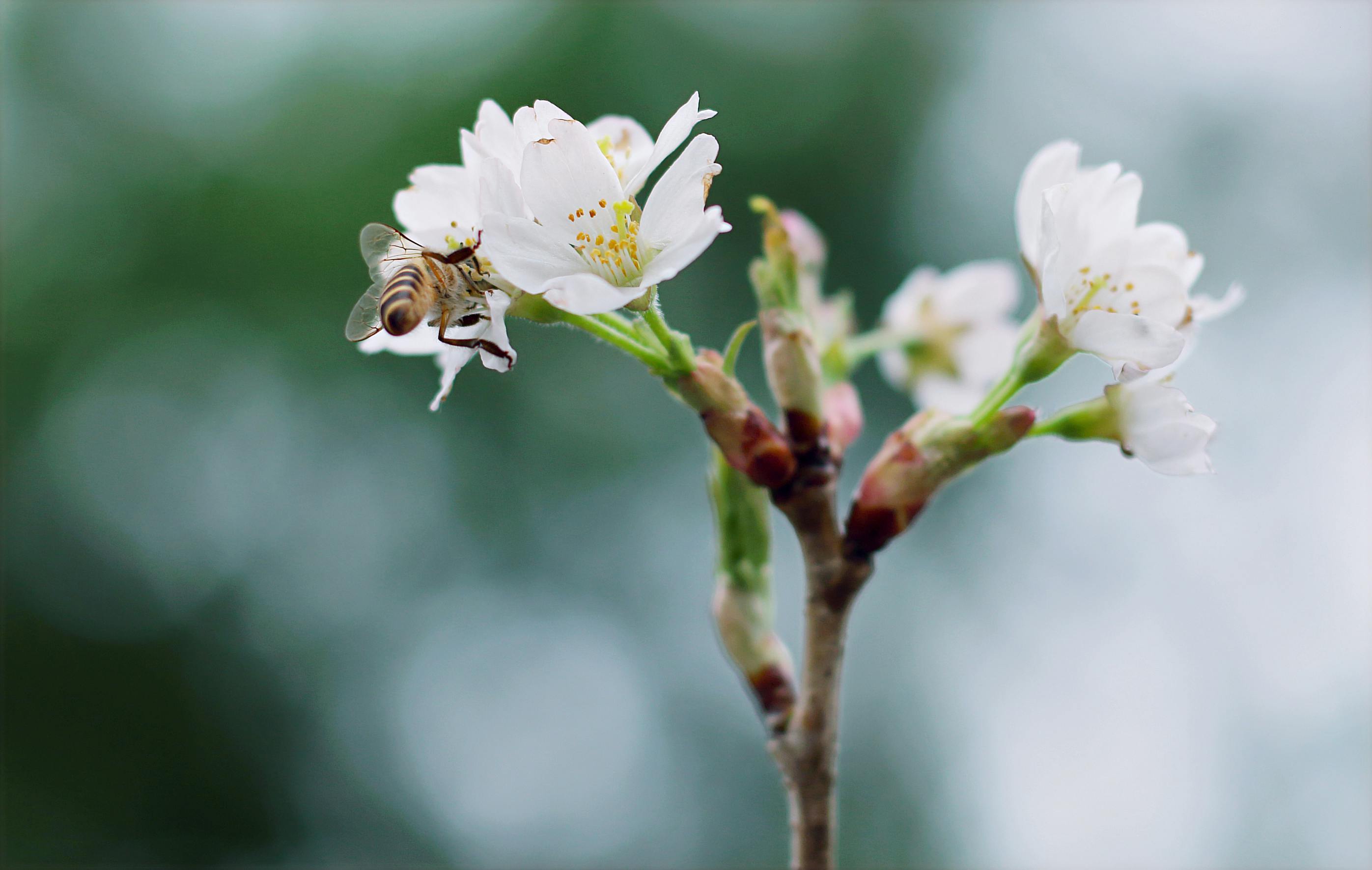 White Clustered Flowers With Bee On Top · Free Stock Photo