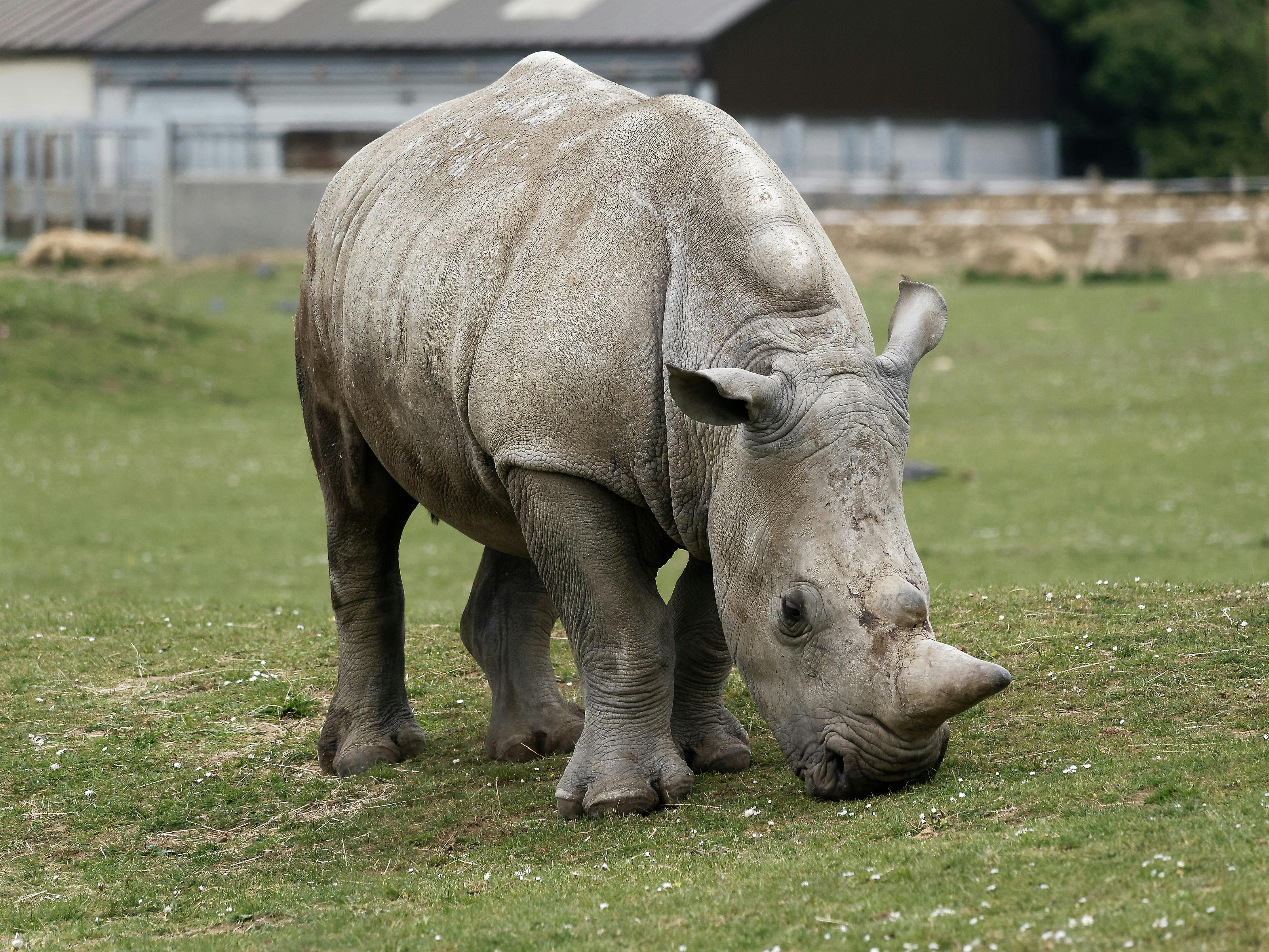 Rhinoceros Eating Green Grass · Free Stock Photo