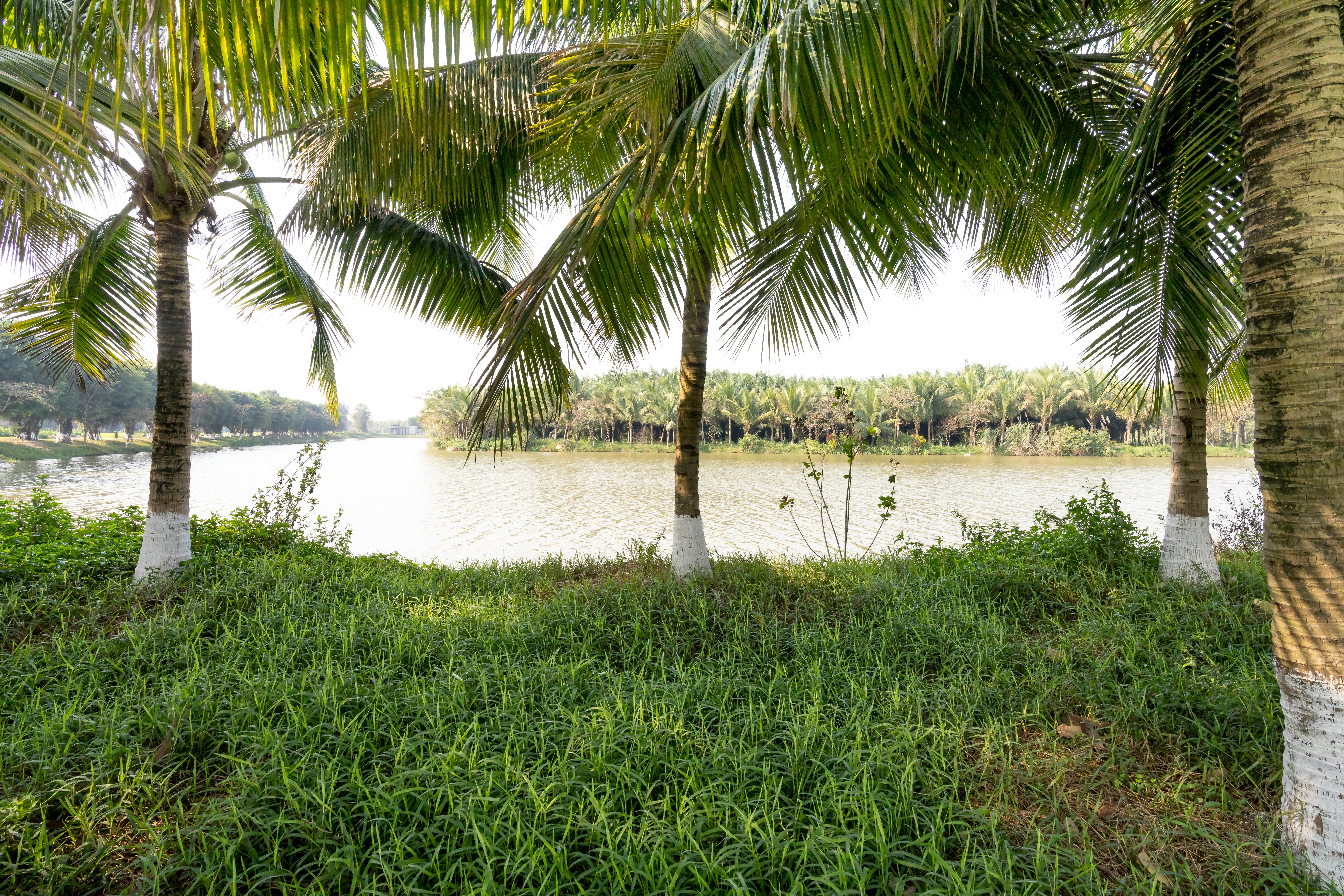 Lush palms growing on riverside in park · Free Stock Photo