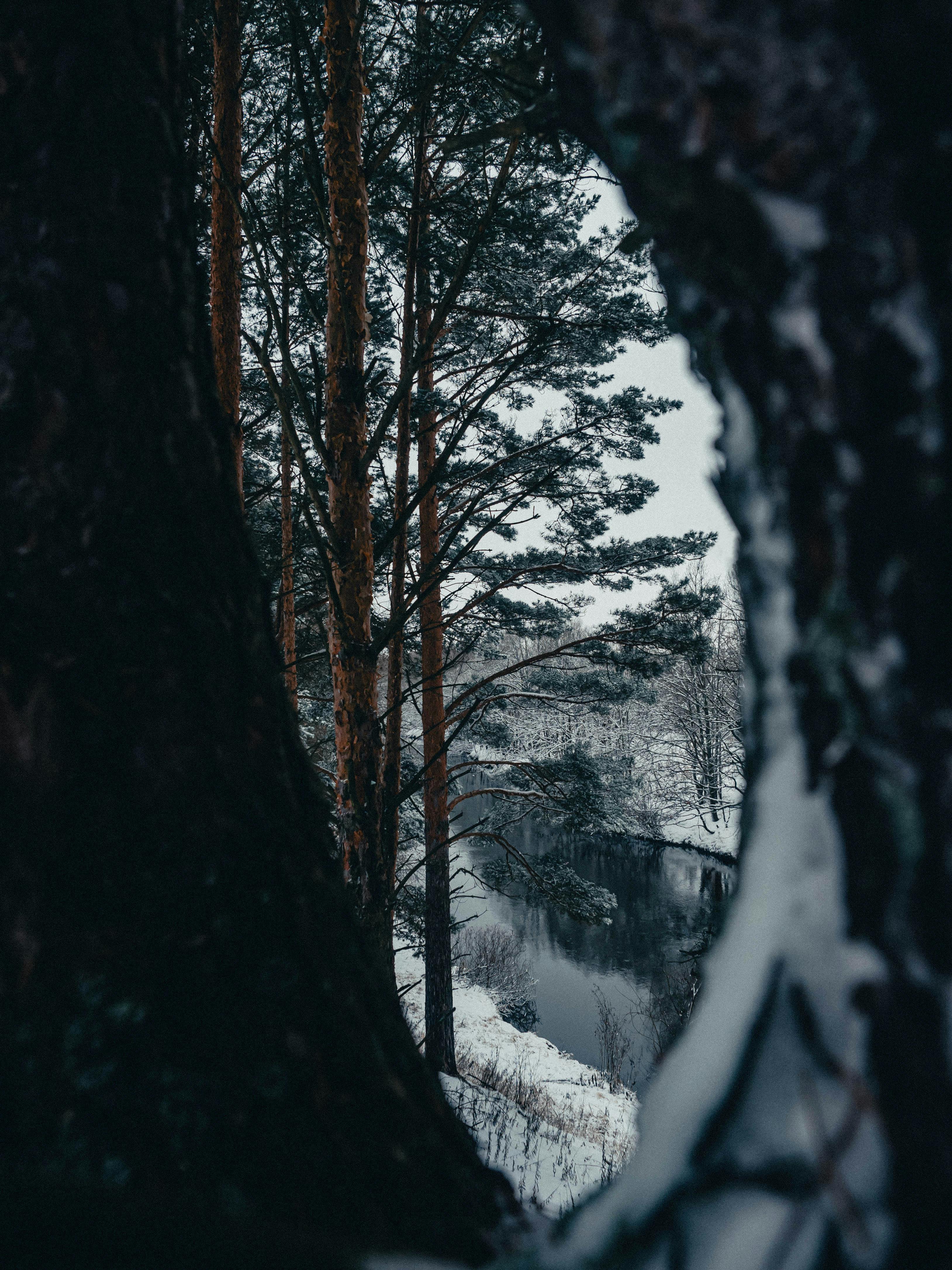 Snowy Riverside Seen From Tree Hollow · Free Stock Photo